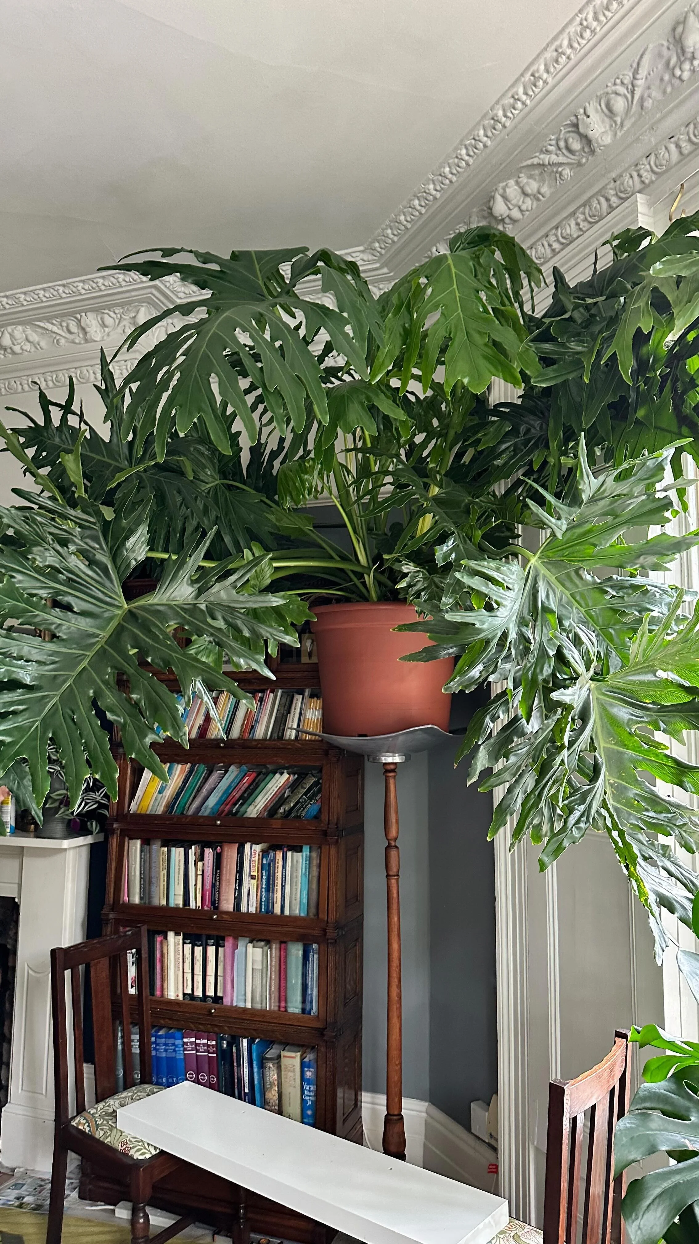 Wedding & Event Plant Hire — Fancy Plants | House Plants | Plant care ...