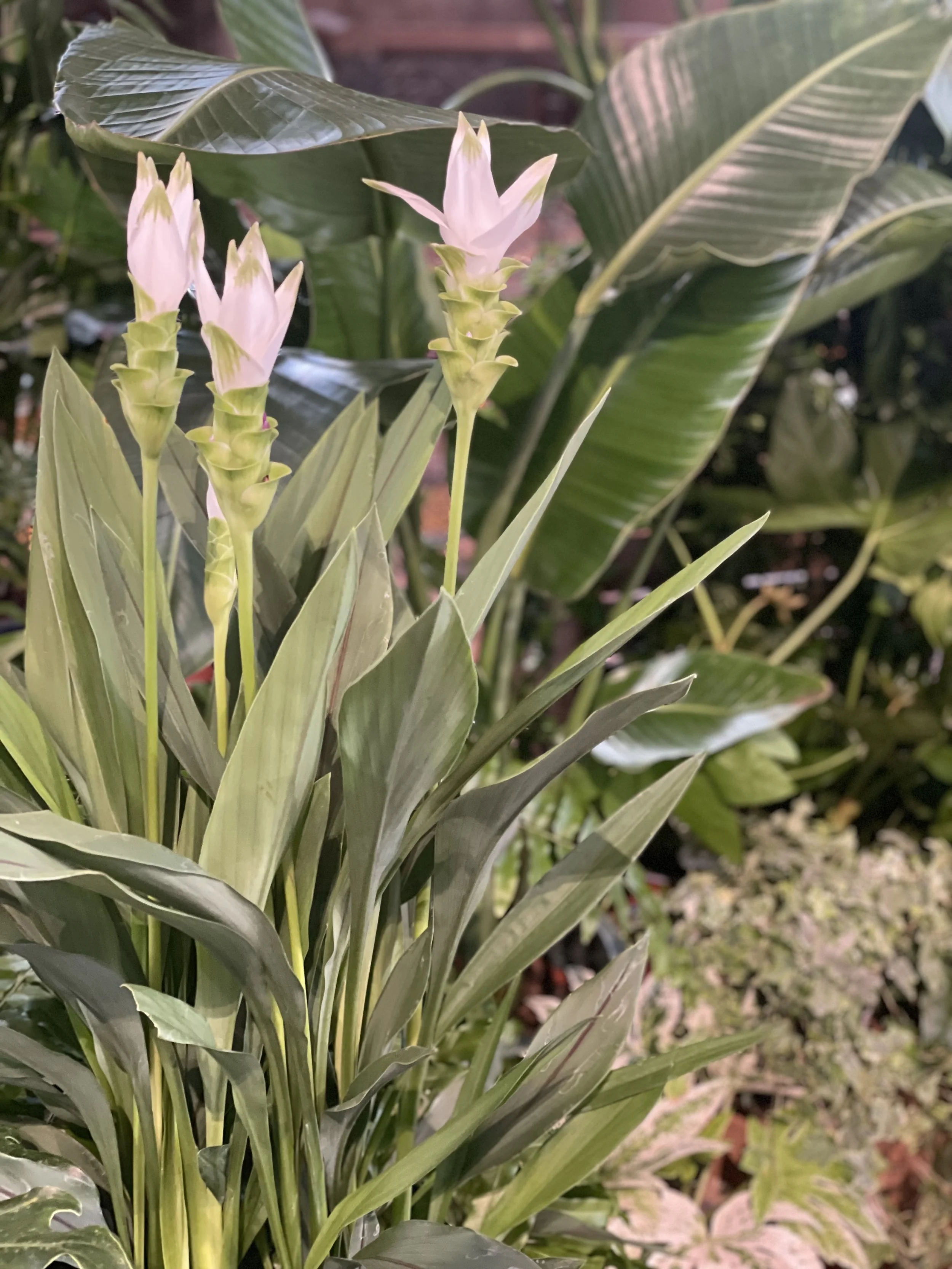 Fancy Plants | House Plants | Plant care advice | Bristol