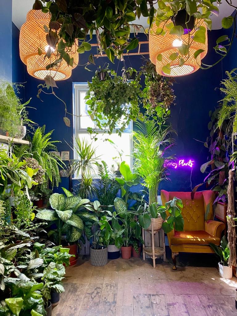 Fancy Plants | House Plants | Plant care advice | Bristol