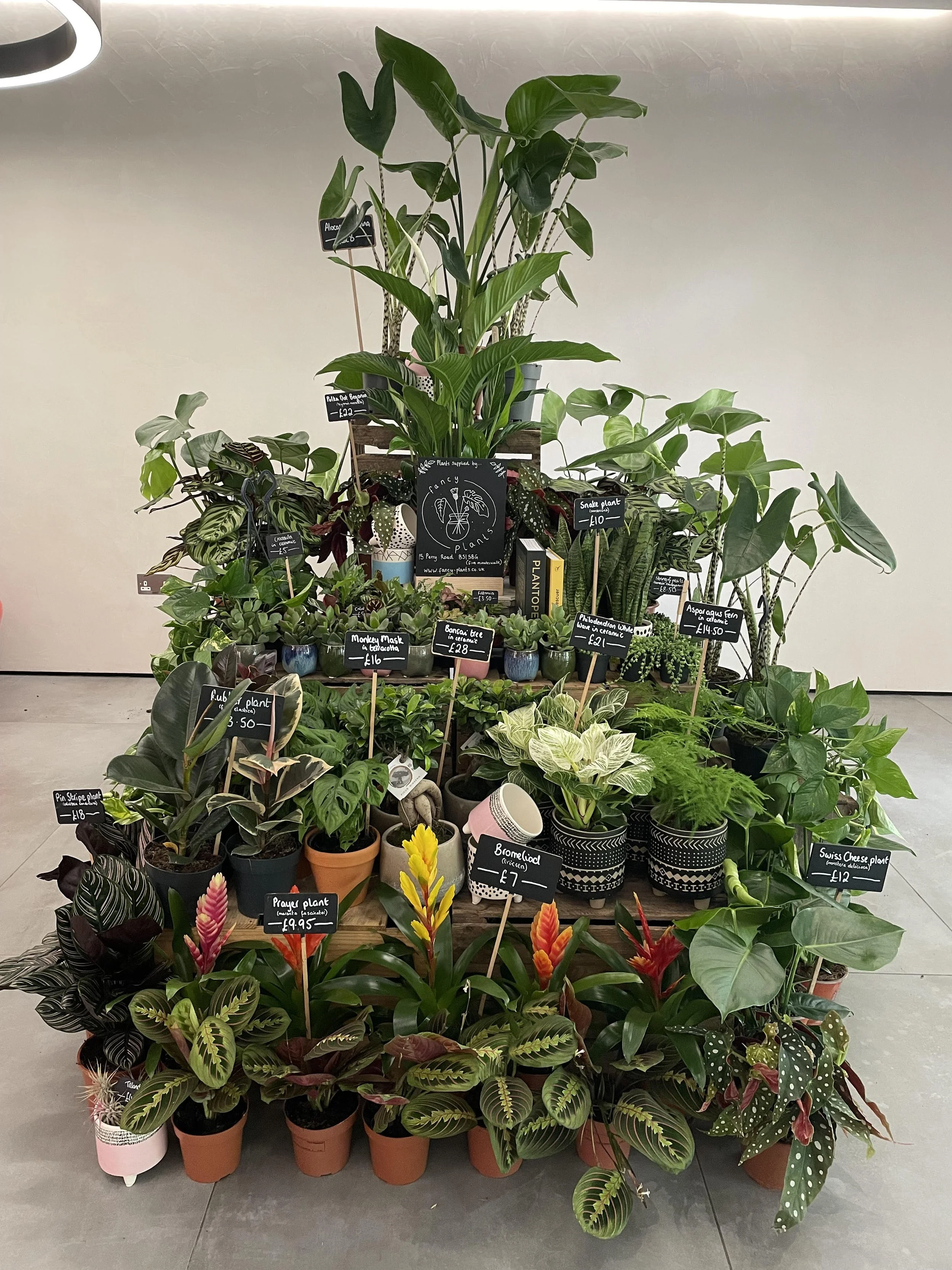 Pop-ups and Events — Fancy Plants | House Plants | Plant care advice ...