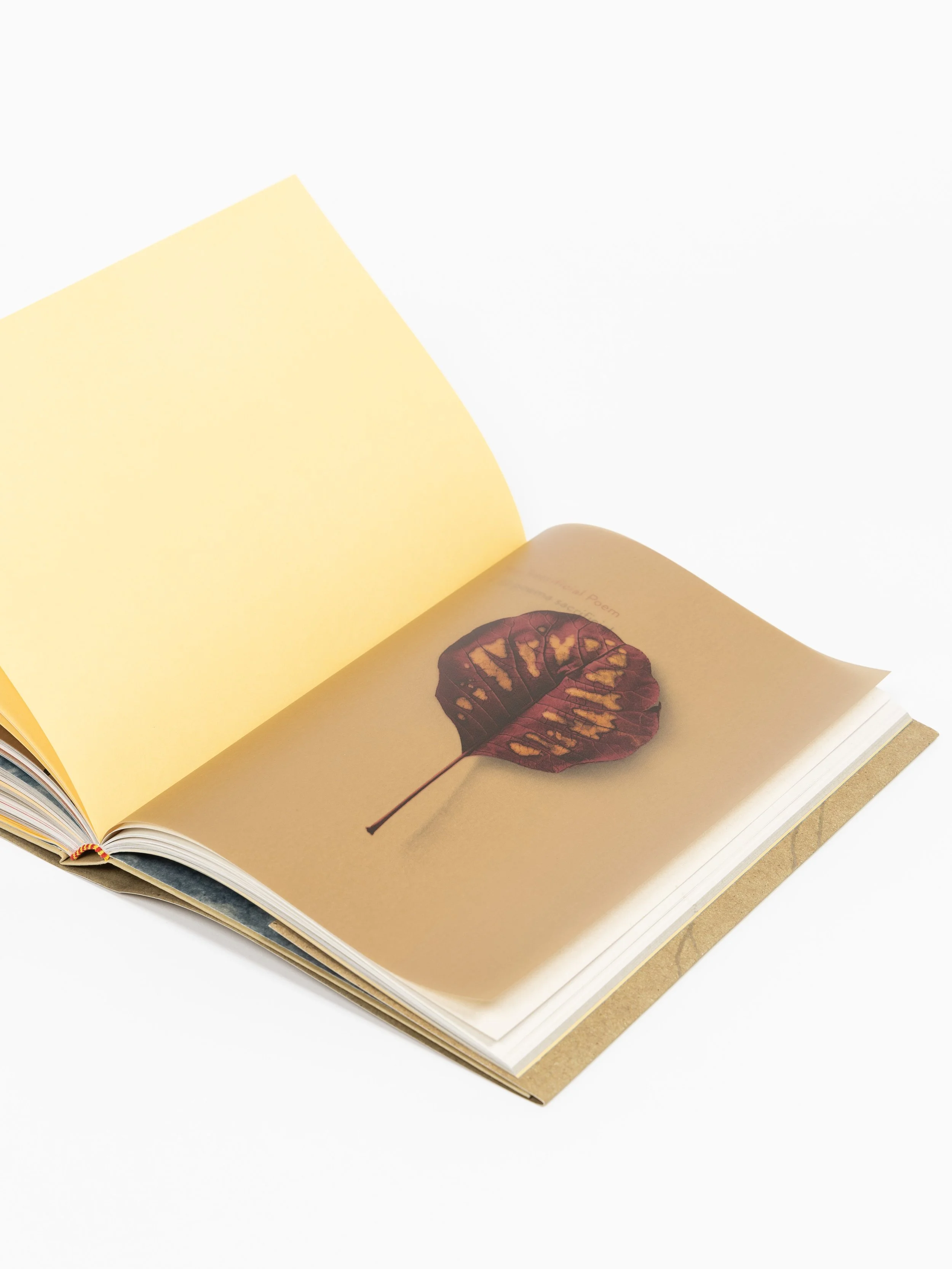 Cecilia Vicuña: Deer Book/Libro Venado — Radius Books