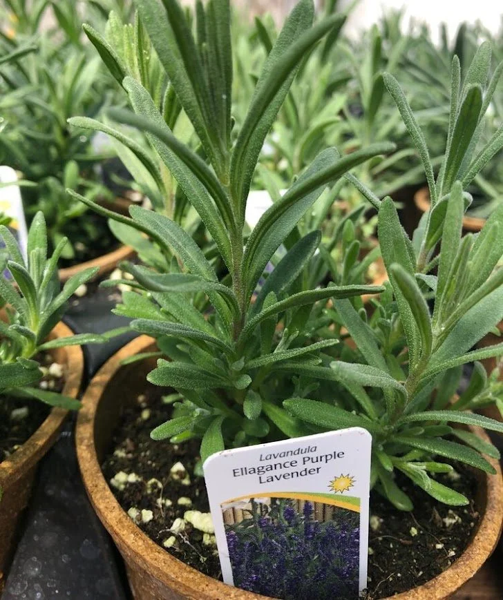 Herbs — Stockholm Gardens