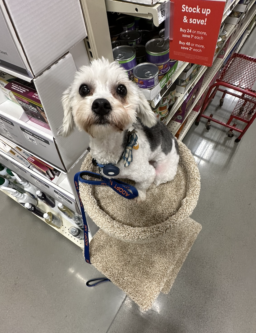 Events — Border Tails Rescue