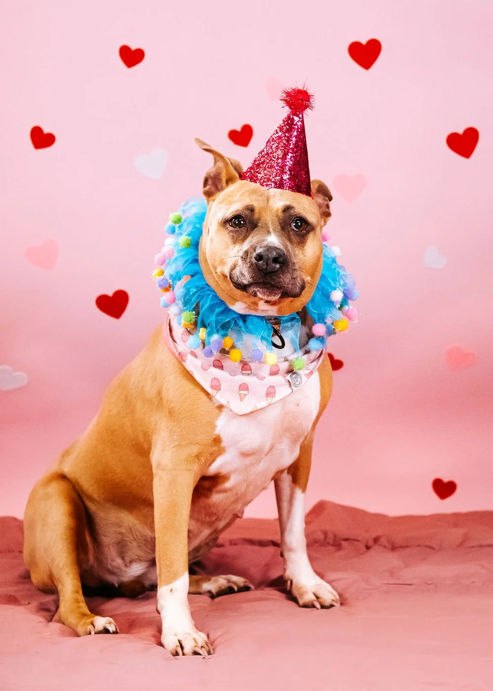 Our Mission — Border Tails Rescue