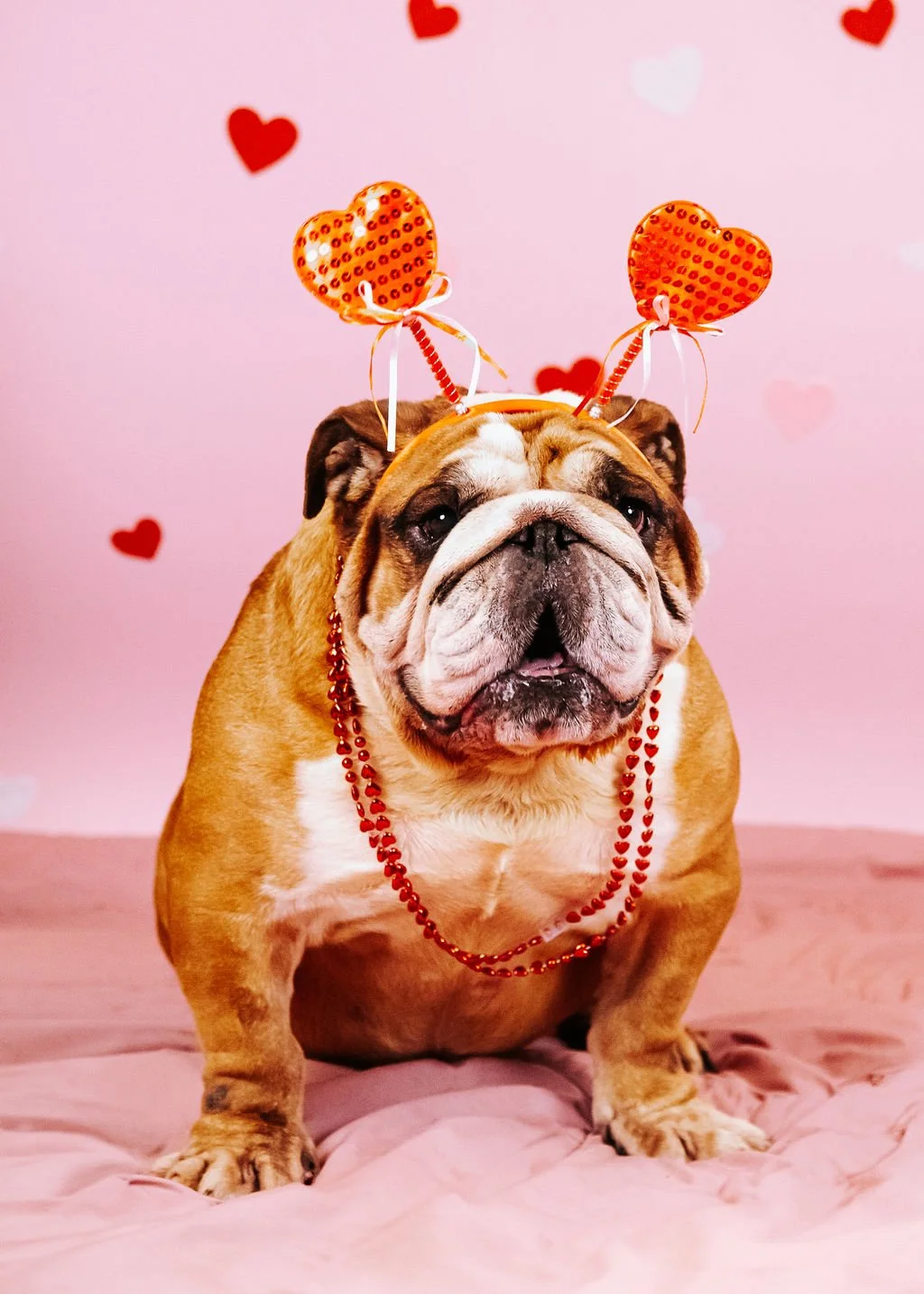 Our Mission — Border Tails Rescue