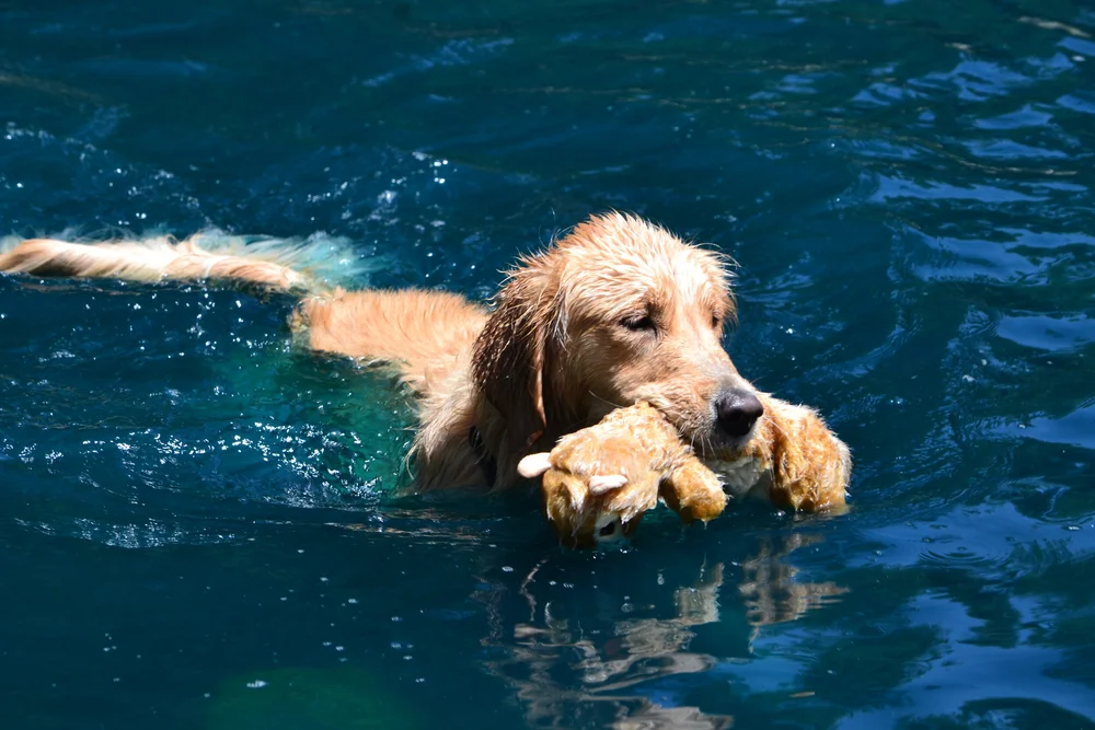 Foster — Golden Retriever Rescue of Wisconsin