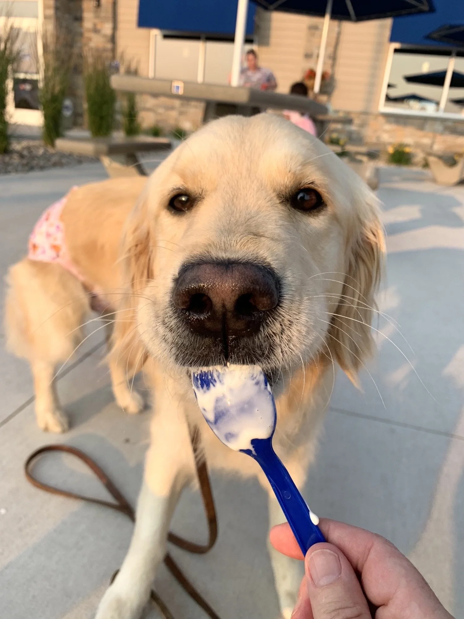 Honey — Golden Retriever Rescue of Wisconsin