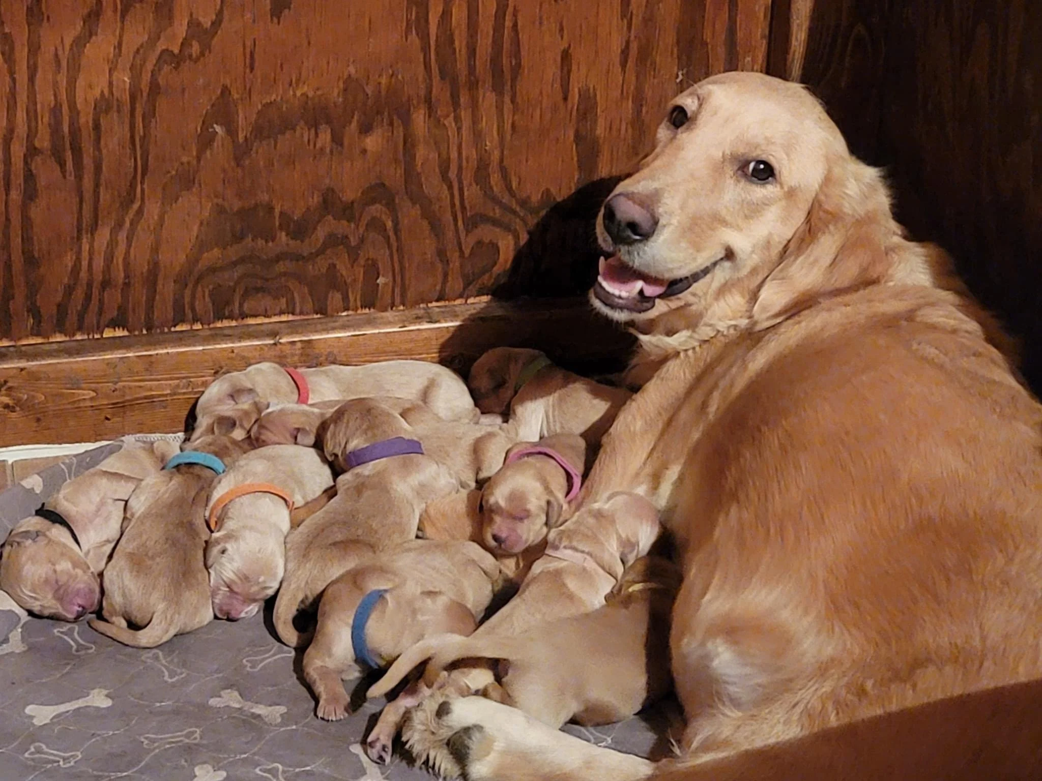 Roxy — Golden Retriever Rescue of Wisconsin