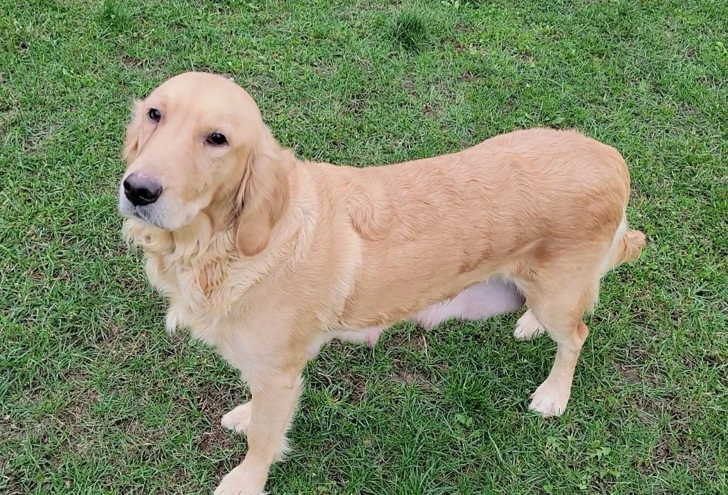 Roxy — Golden Retriever Rescue of Wisconsin