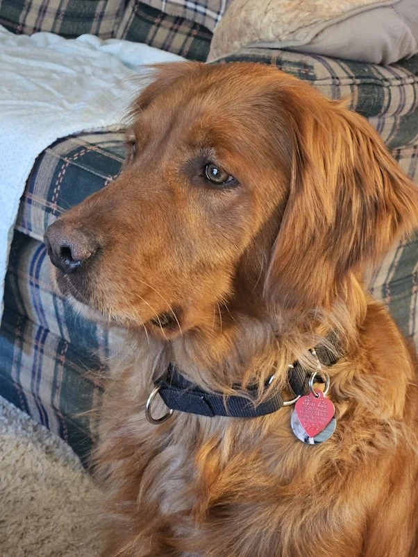 Cheyenne — Golden Retriever Rescue of Wisconsin