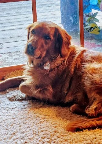 Cheyenne — Golden Retriever Rescue of Wisconsin