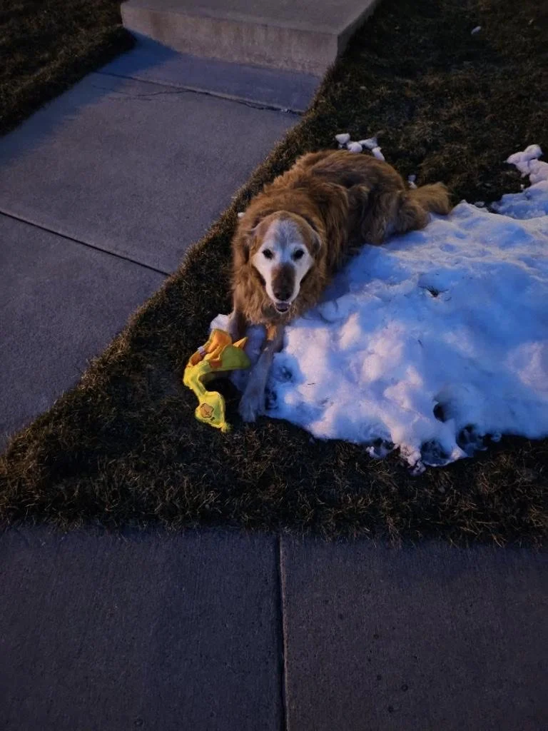 Buster — Golden Retriever Rescue of Wisconsin