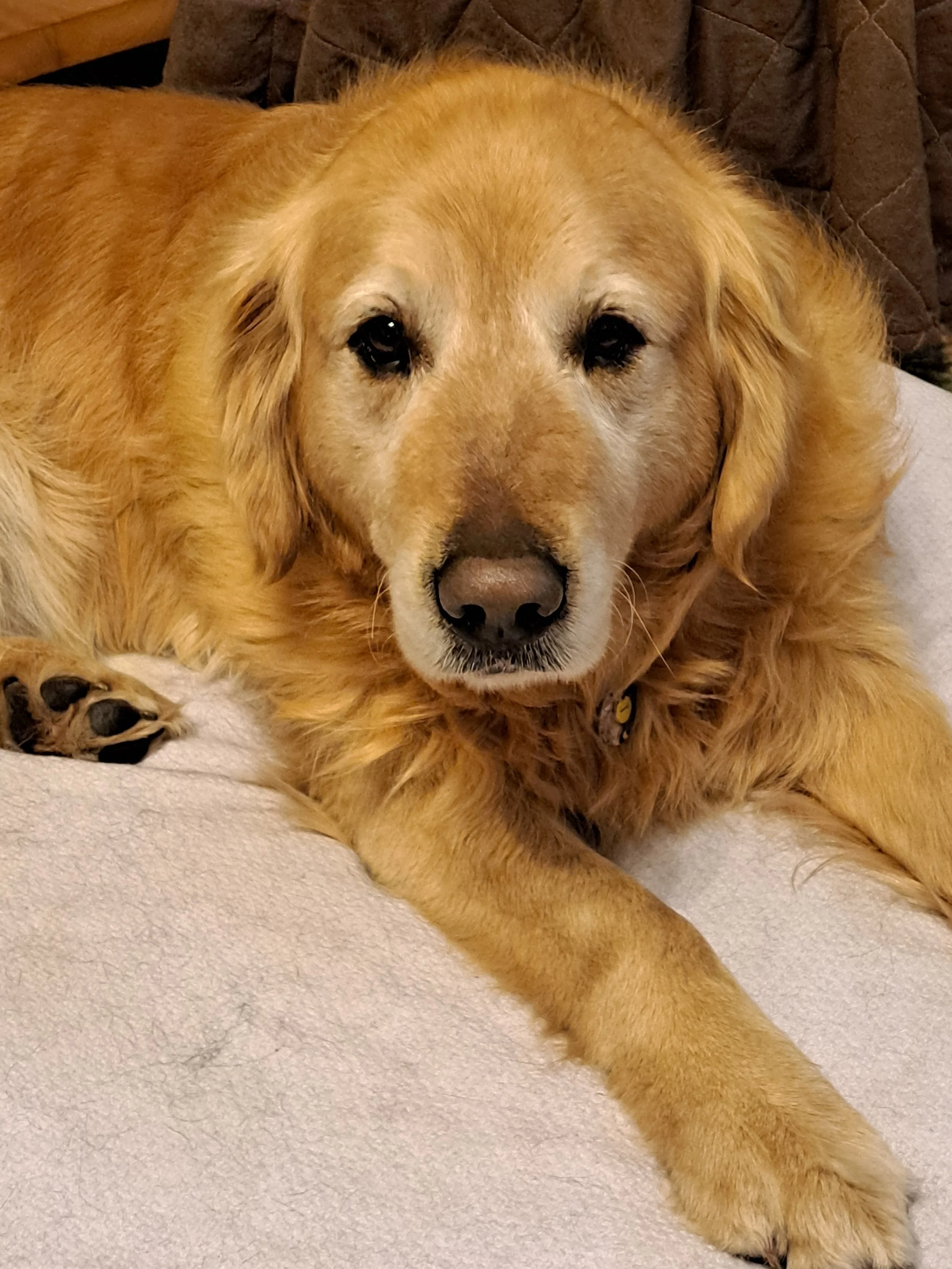 Adopt — Golden Retriever Rescue of Wisconsin