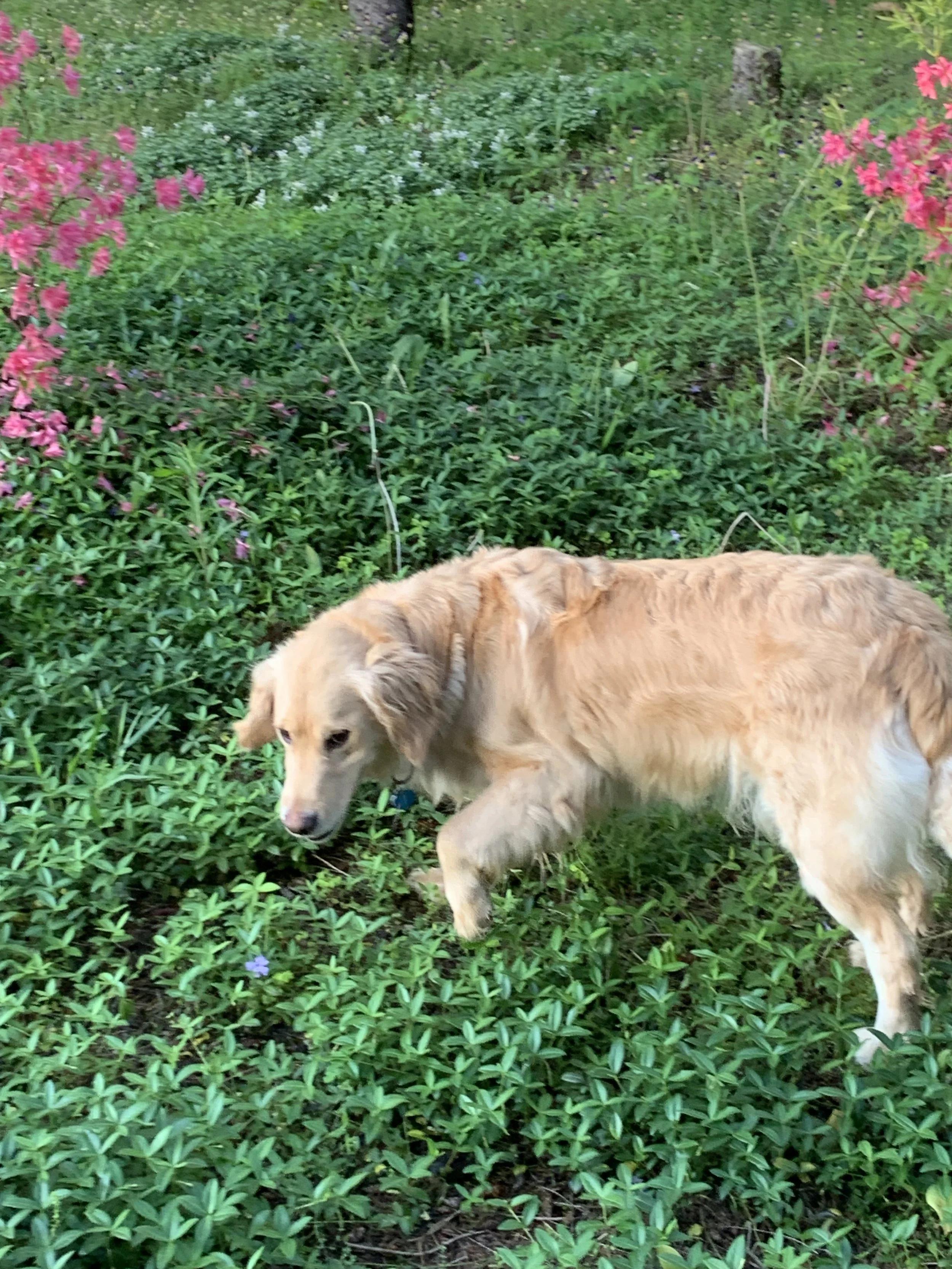 Maggie — Golden Retriever Rescue of Wisconsin