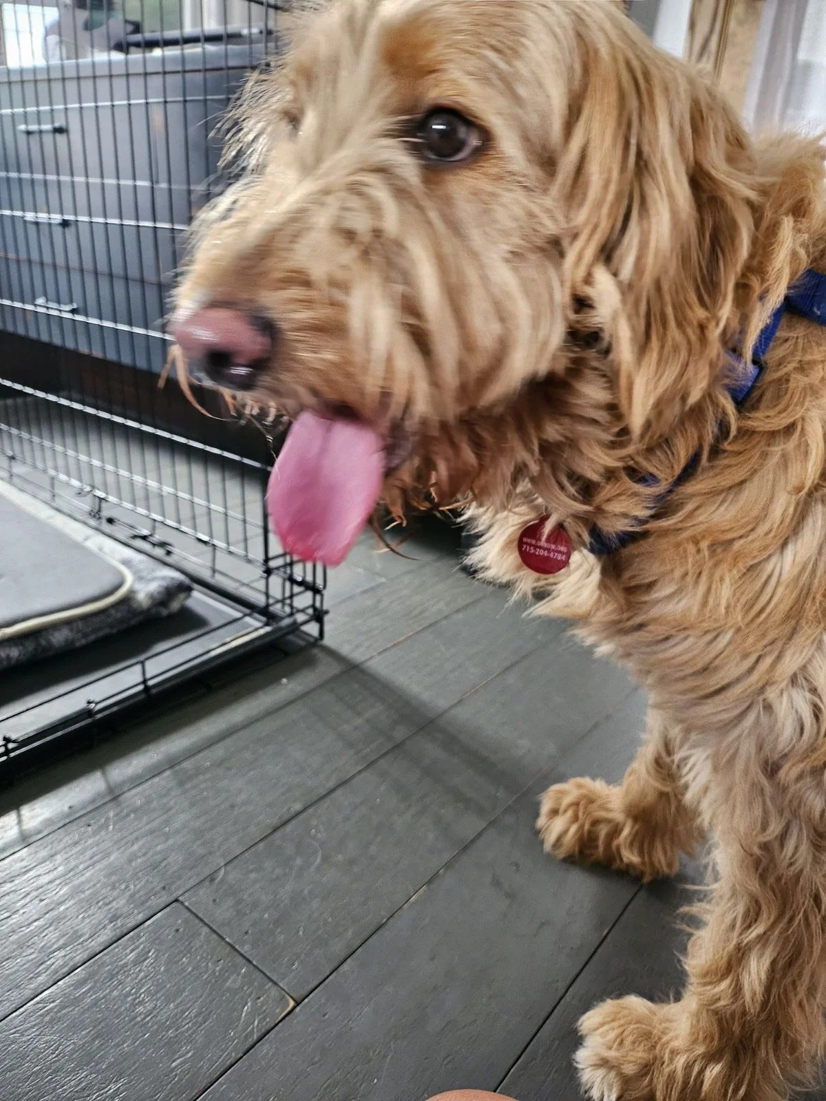 Adopt — Golden Retriever Rescue of Wisconsin