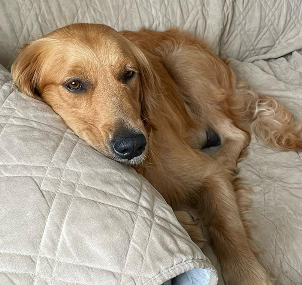 Kathy — Golden Retriever Rescue of Wisconsin