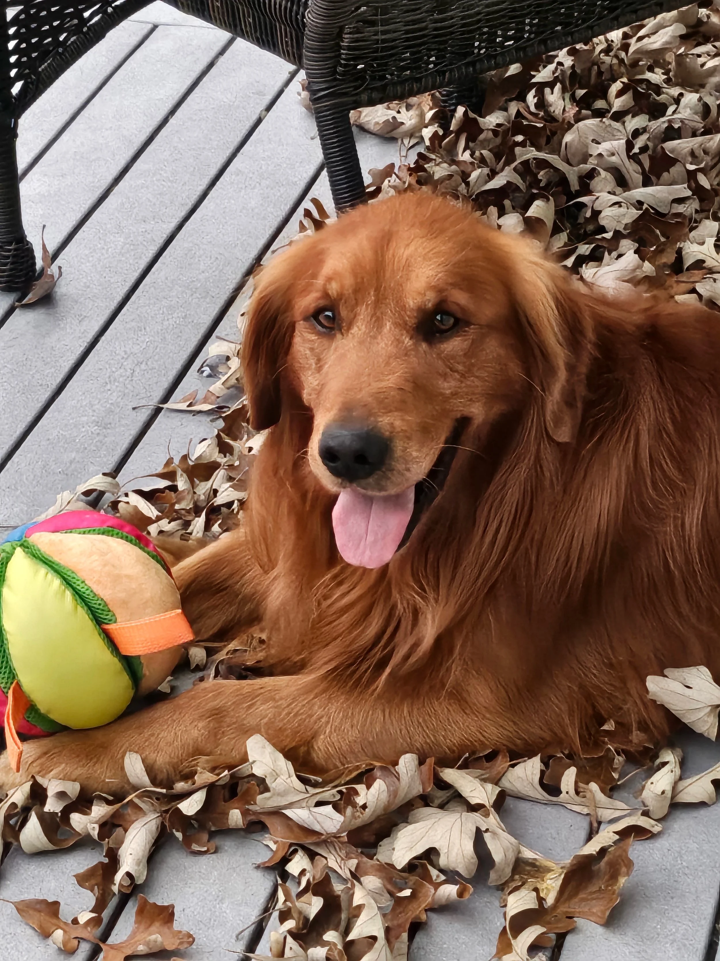 Adopt — Golden Retriever Rescue of Wisconsin
