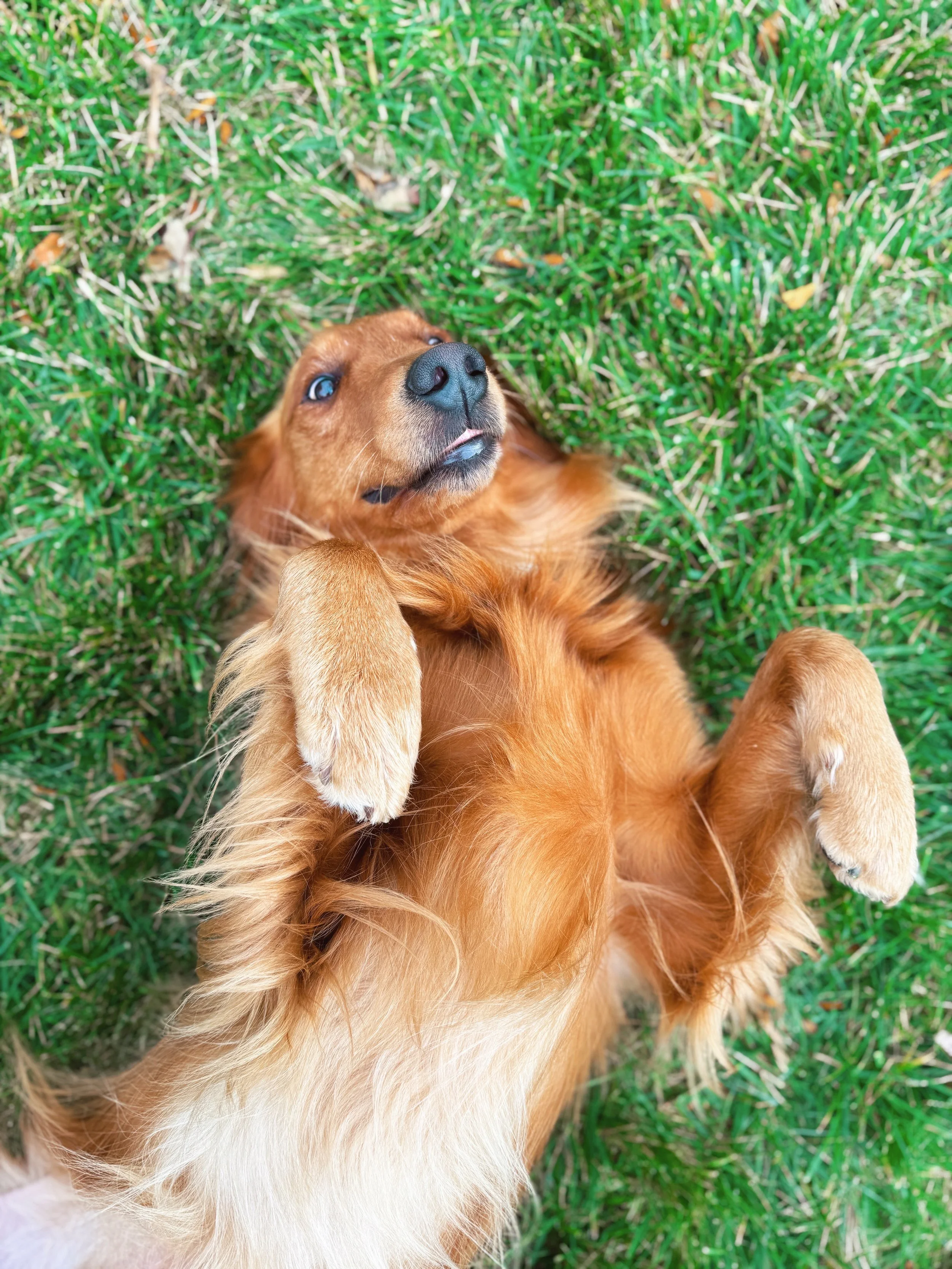 Turk — Golden Retriever Rescue of Wisconsin