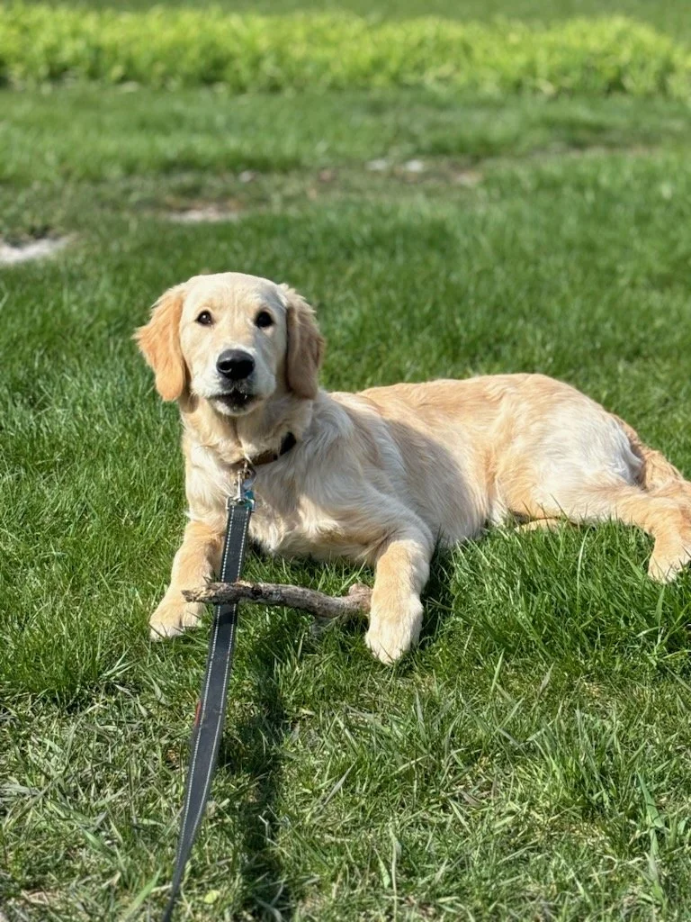Willow (aka Daisy) — Golden Retriever Rescue of Wisconsin