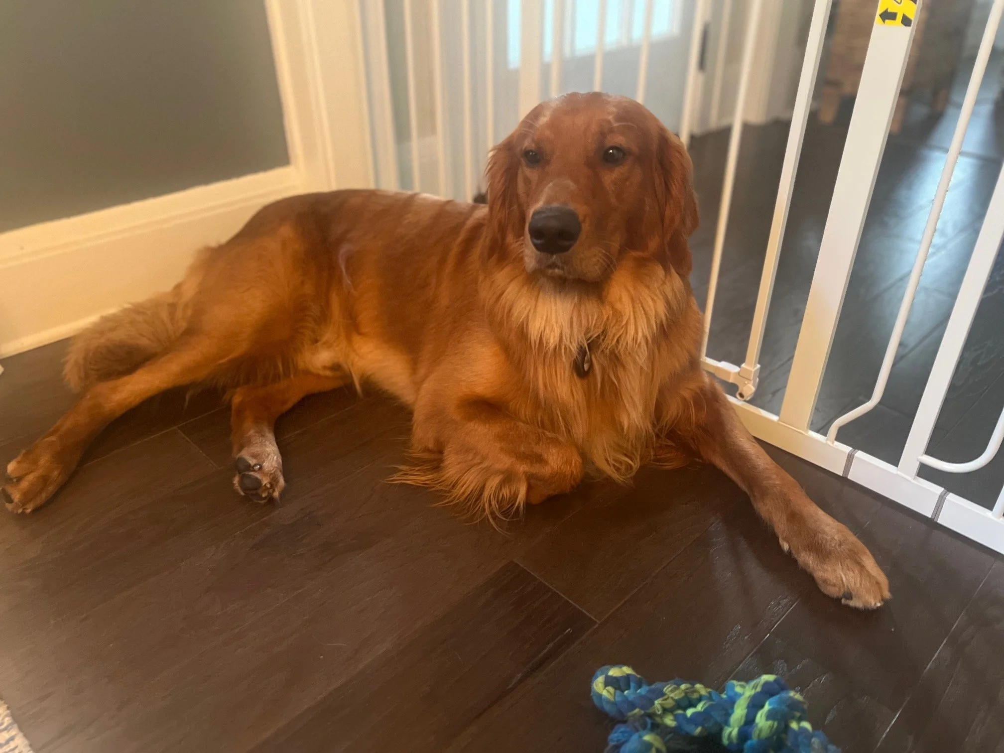 Finn — Golden Retriever Rescue of Wisconsin
