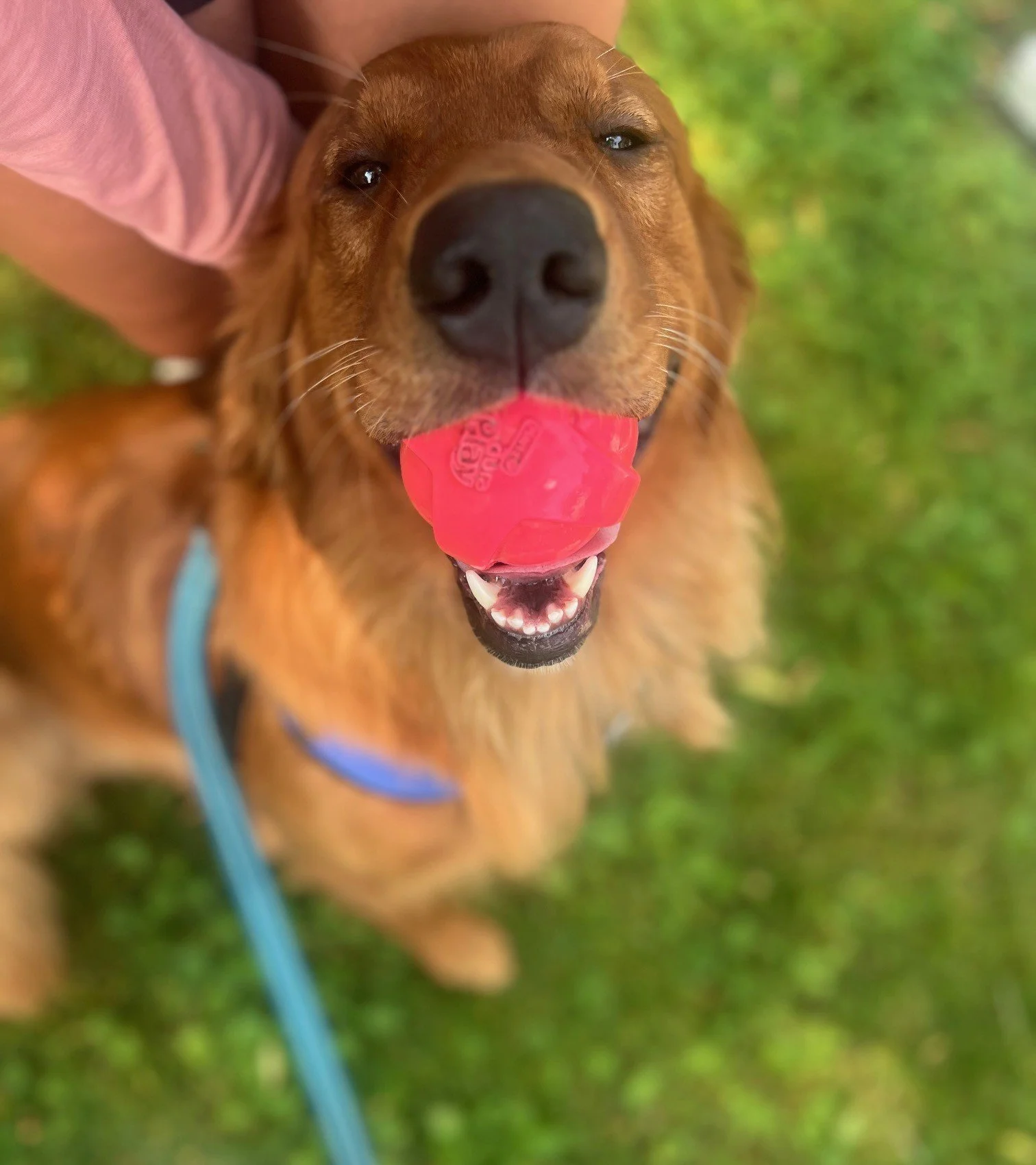 Finn — Golden Retriever Rescue of Wisconsin