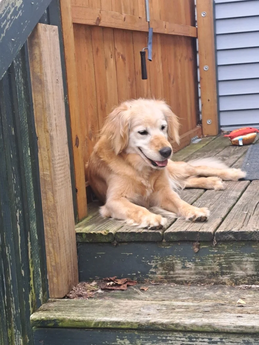 Sandy — Golden Retriever Rescue of Wisconsin