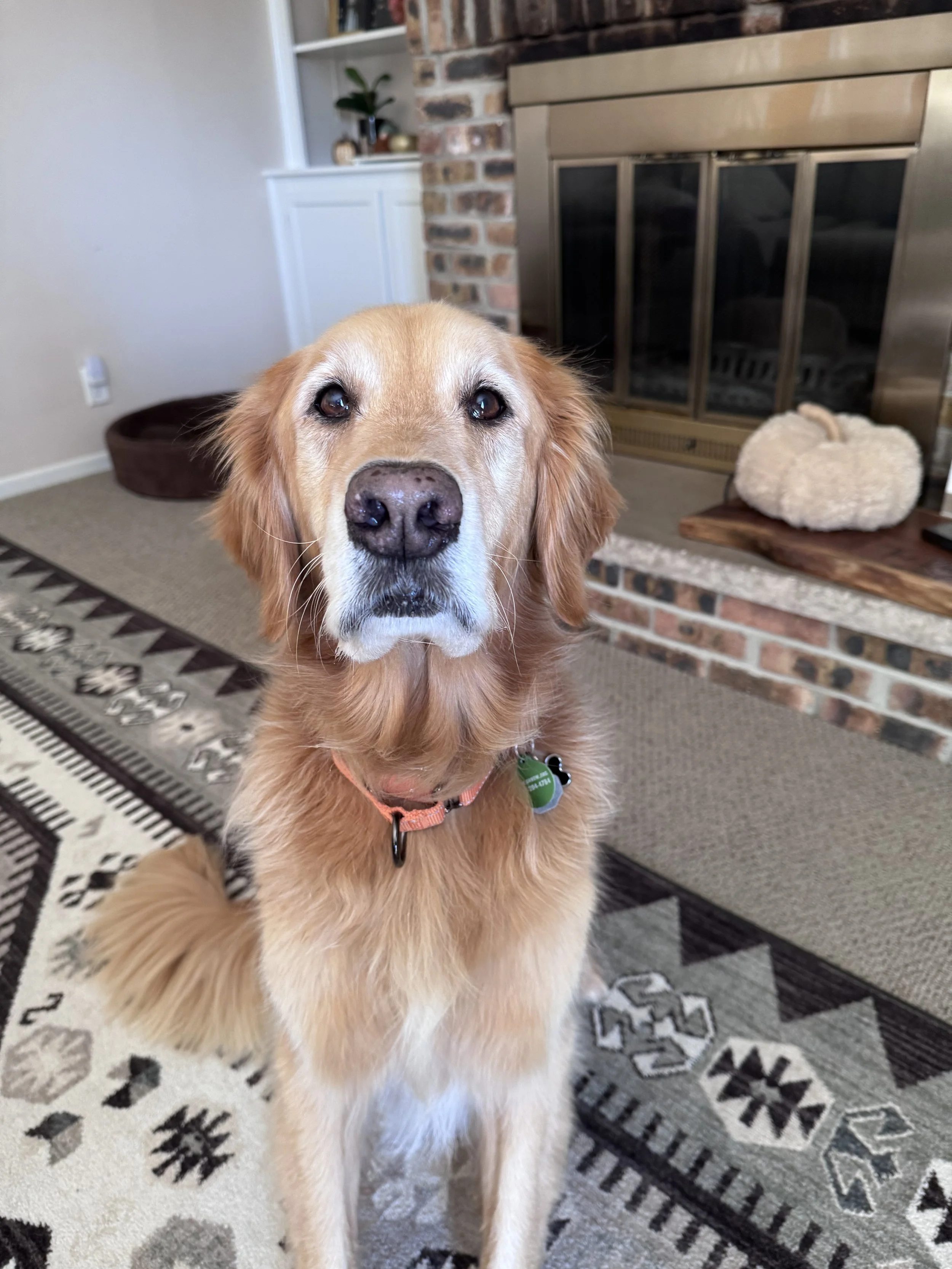 Thomas — Golden Retriever Rescue of Wisconsin