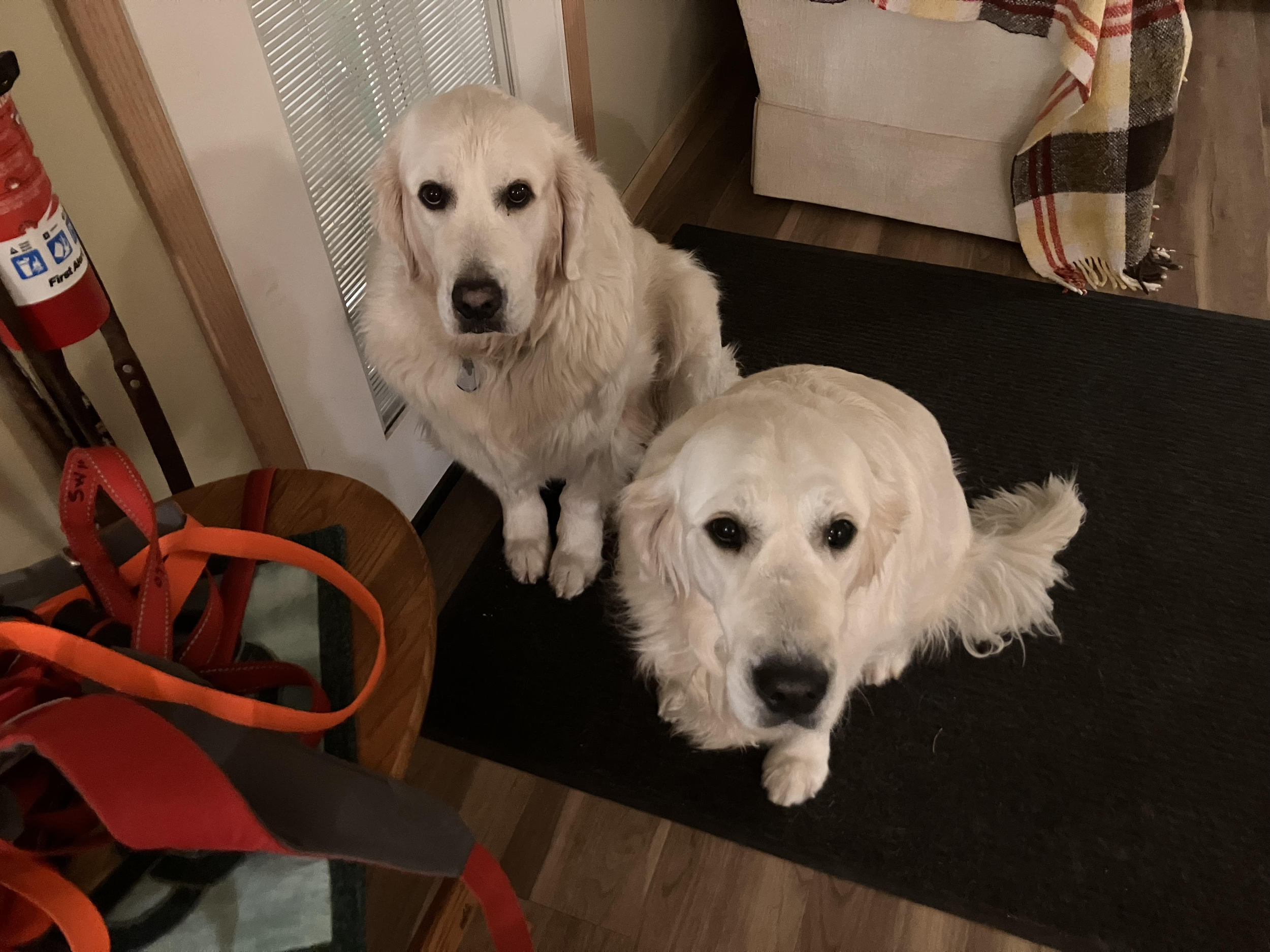McKenna & Rudi (Bonded Pair) — Golden Retriever Rescue of Wisconsin