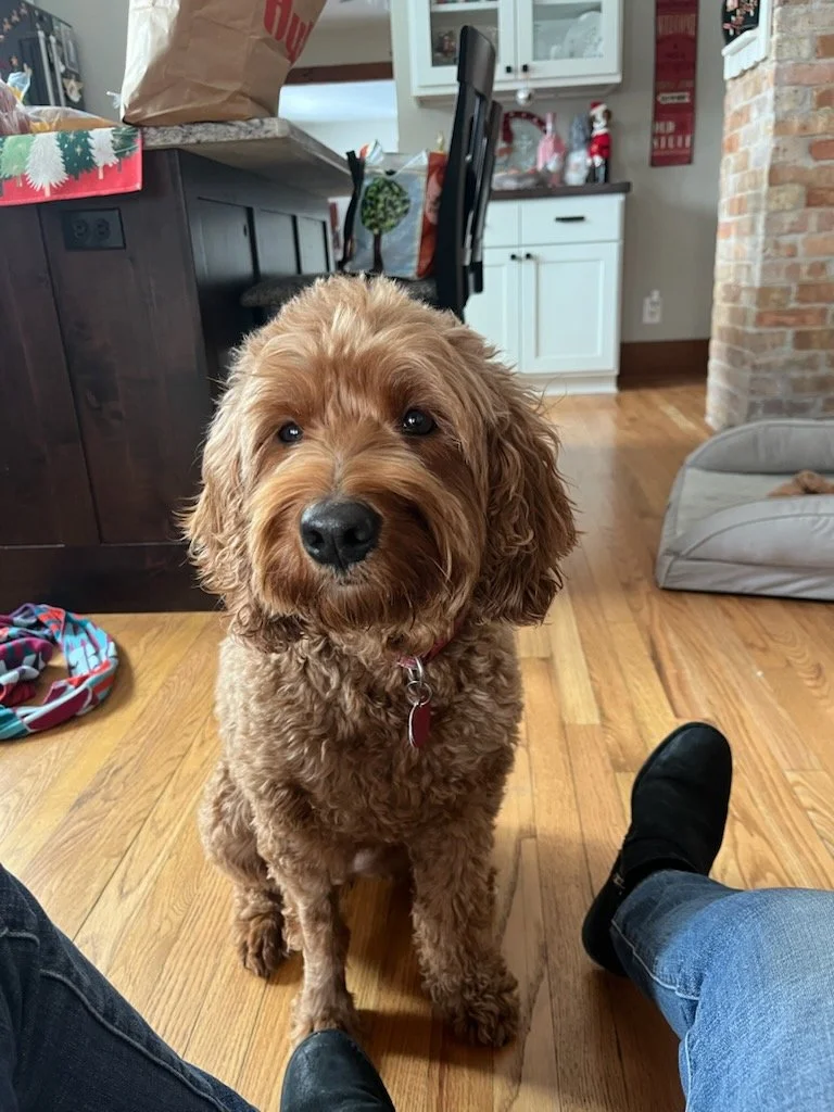 Ruby — Golden Retriever Rescue of Wisconsin