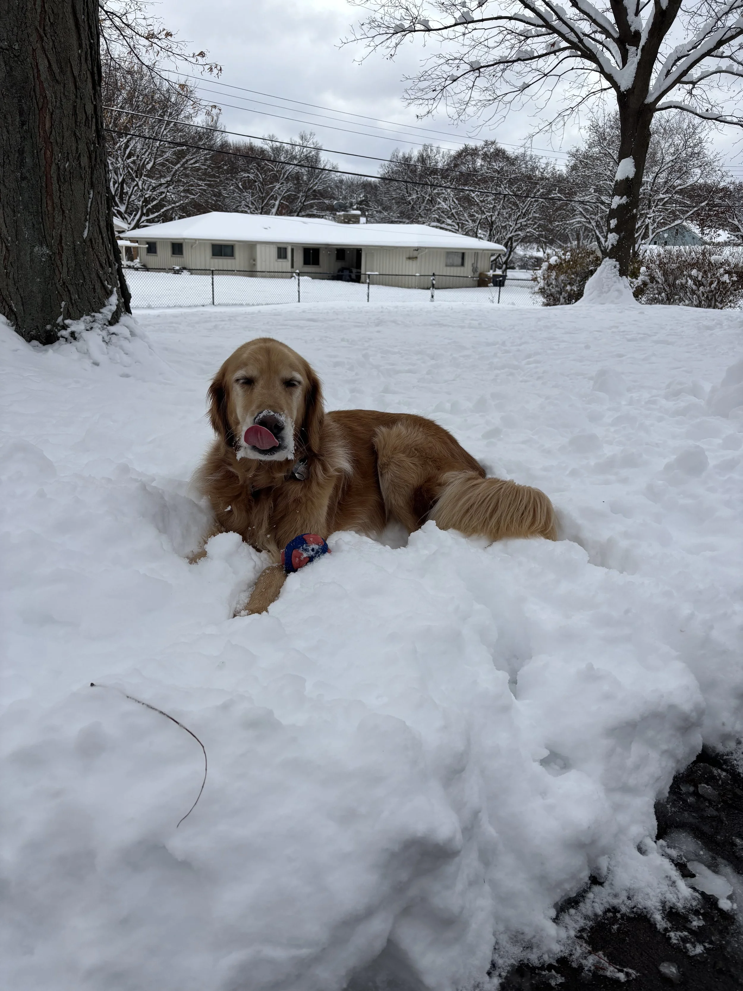 Thomas — Golden Retriever Rescue of Wisconsin
