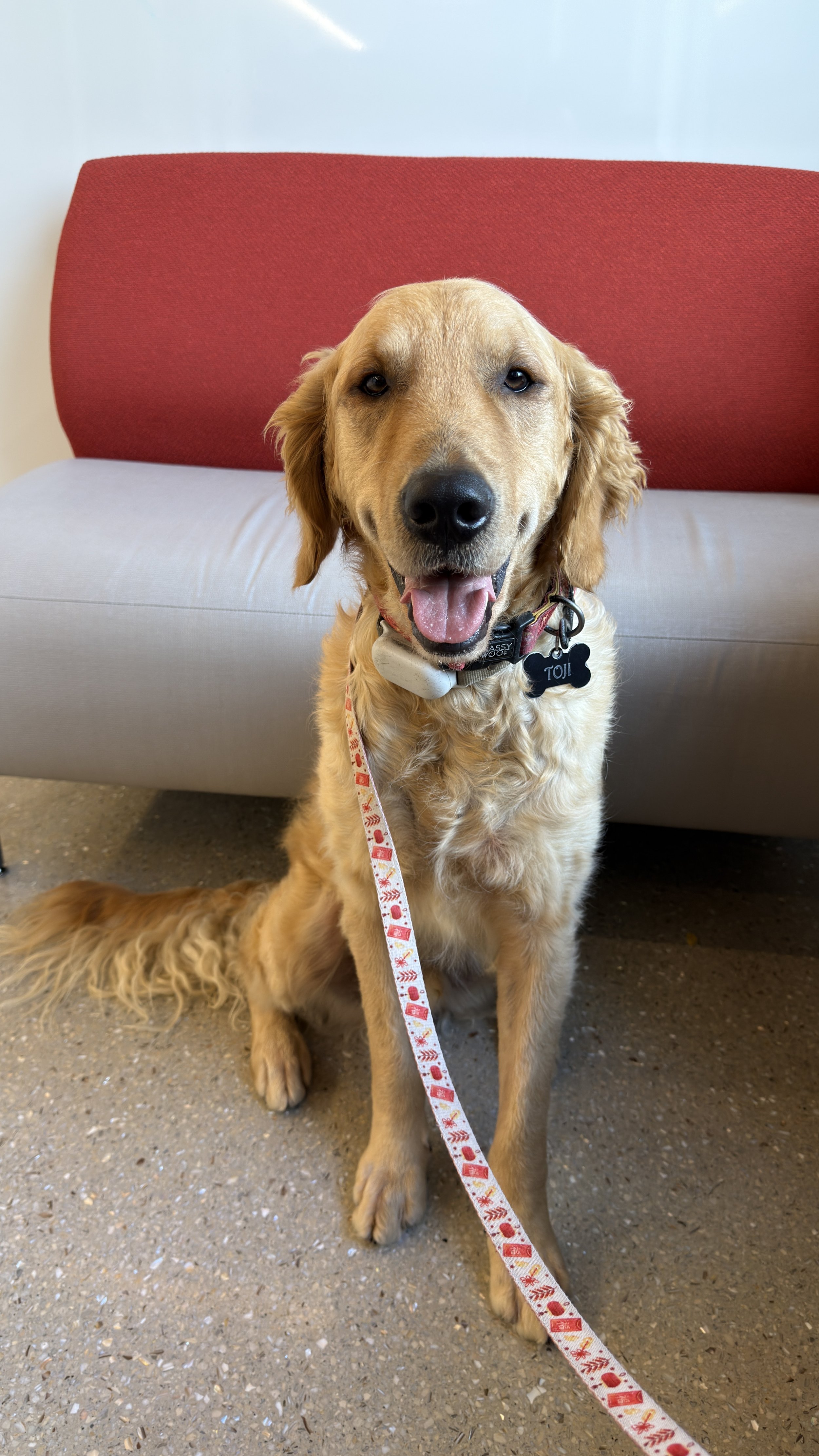 Toji — Golden Retriever Rescue of Wisconsin