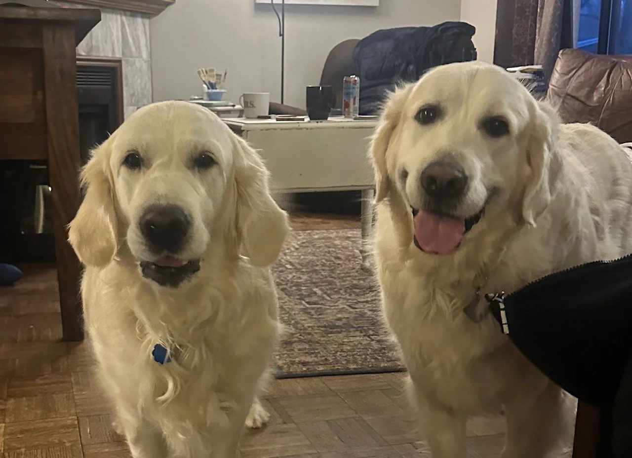 McKenna & Rudi (Bonded Pair) — Golden Retriever Rescue of Wisconsin