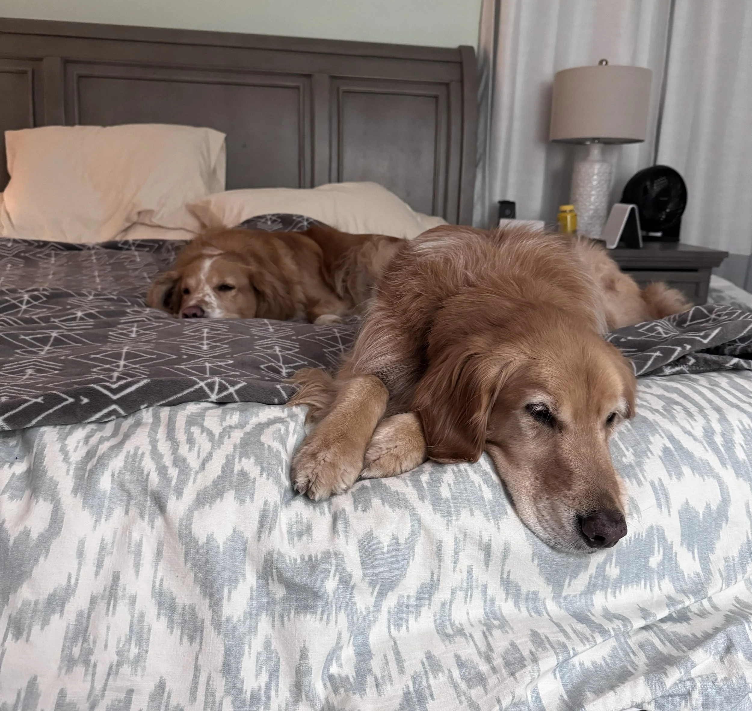 Thomas — Golden Retriever Rescue of Wisconsin