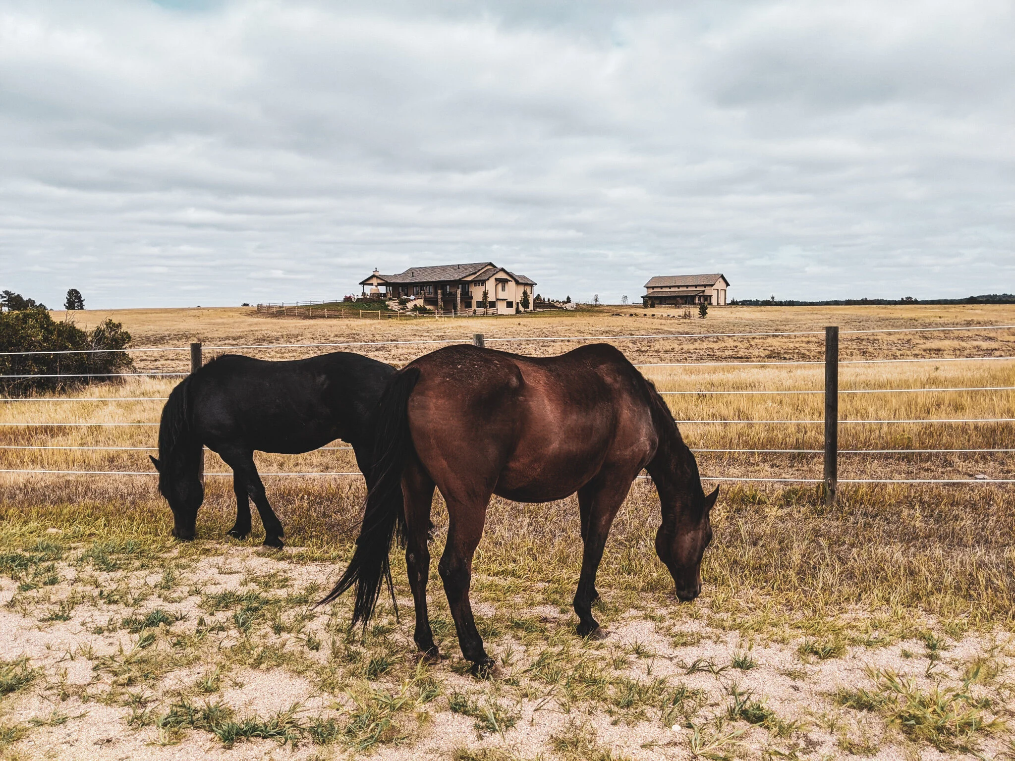 Fostering Love Rescues