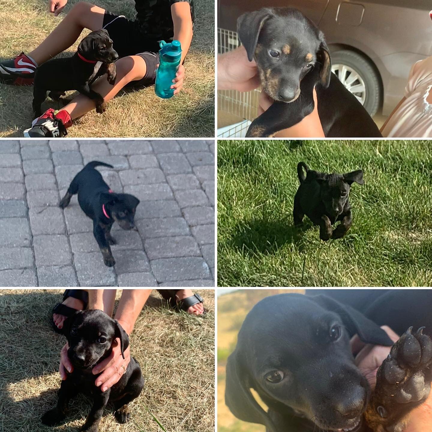 Fostering Love Rescues