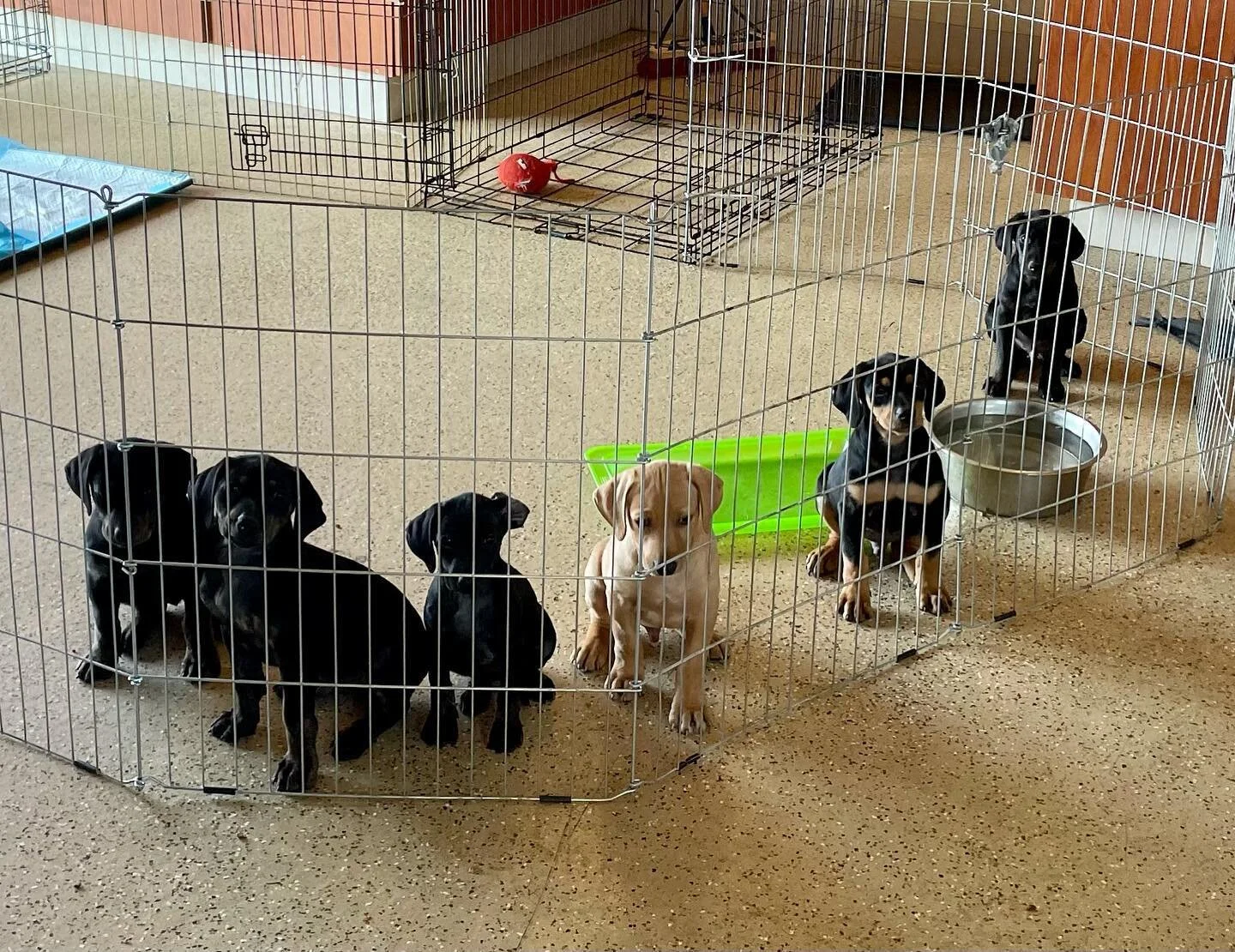 Fostering Love Rescues