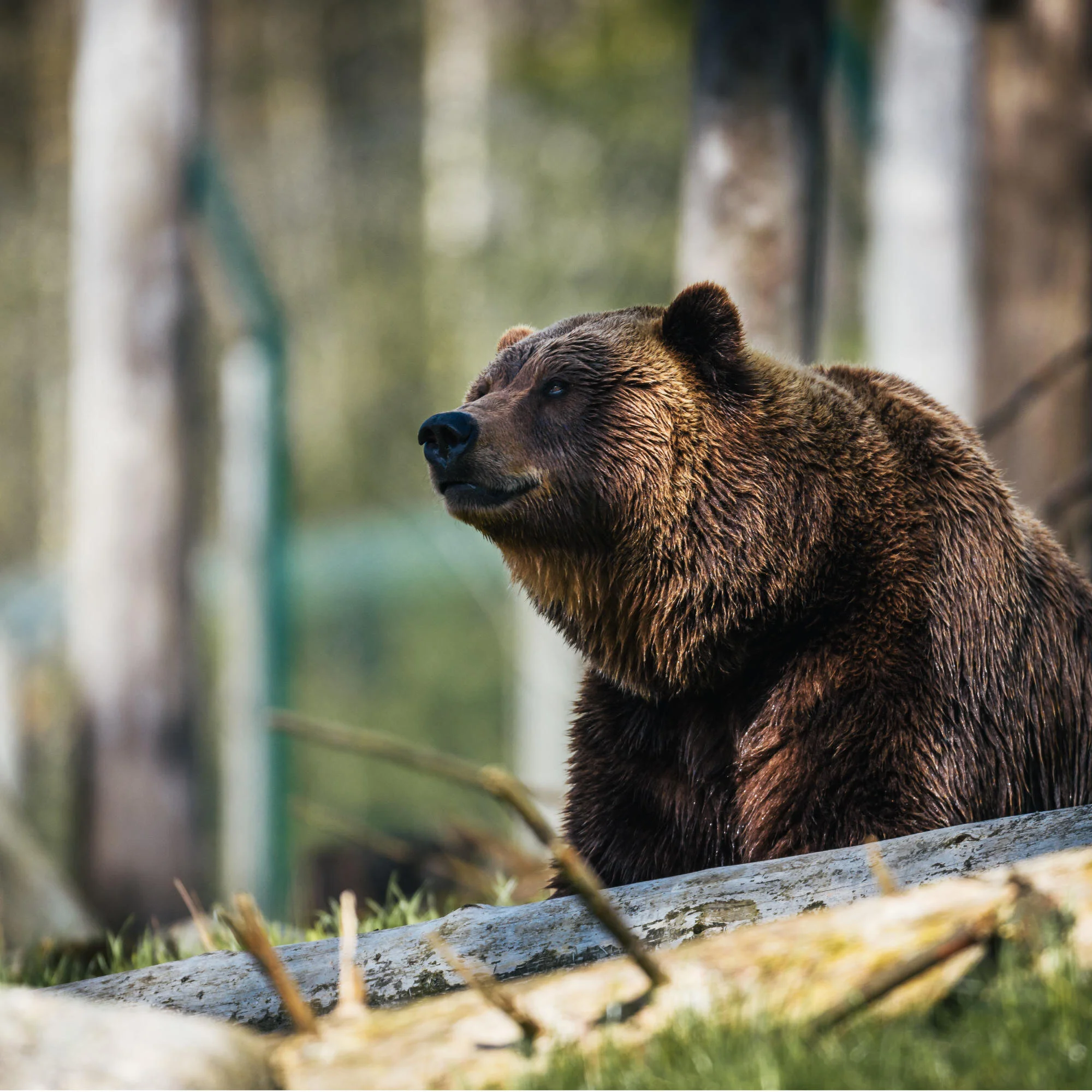Bearwatch Systems - Electric Bear Fence - Portable and Lightweight ...