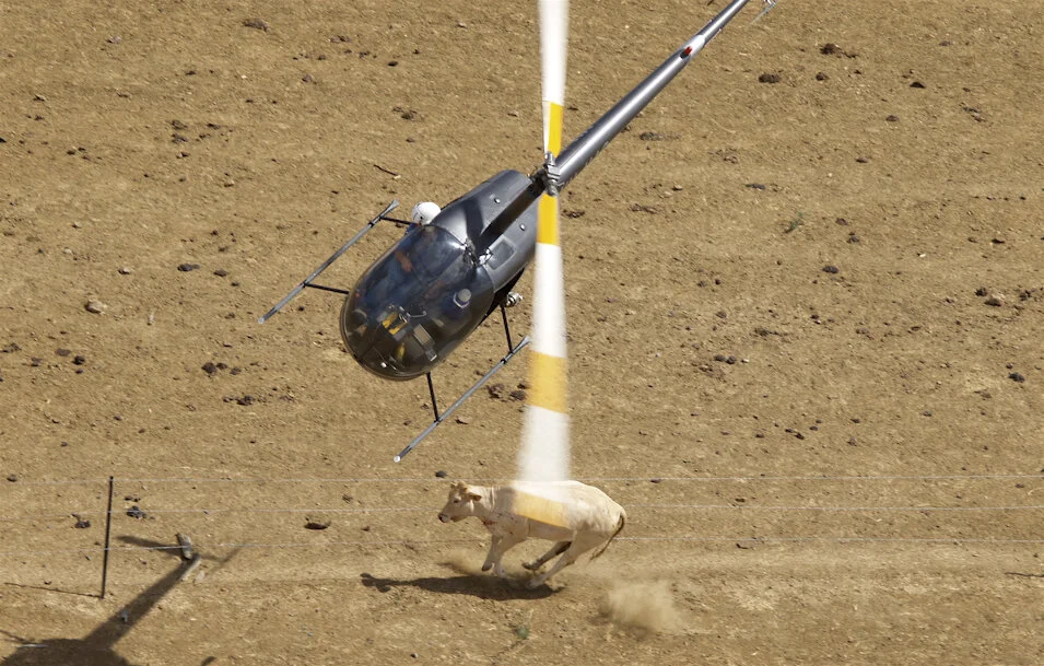 Mustering — AIR T&G HELICOPTERS