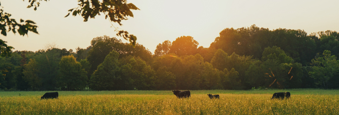 Create an Organic Ecosystem Database — Organics Aotearoa New Zealand