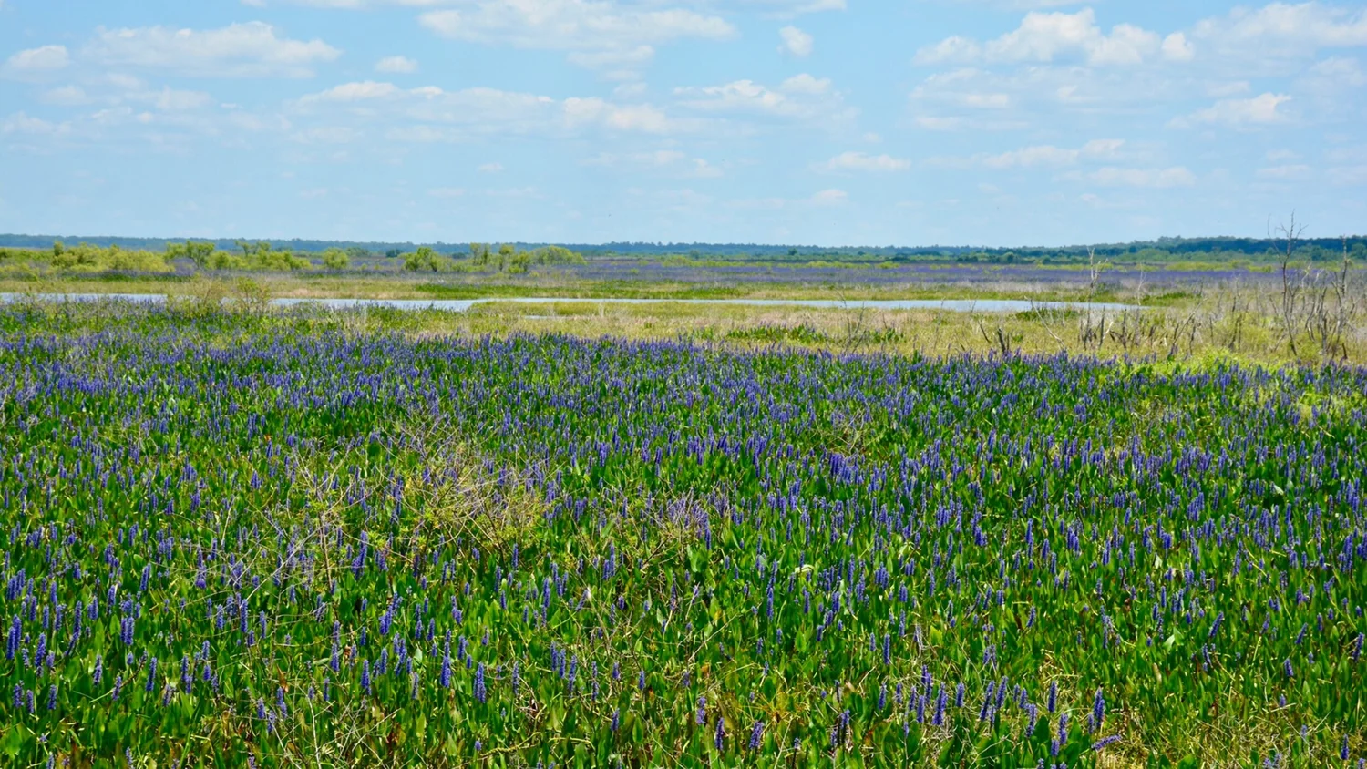 Exploring the Ecology of Florida — Nature Links for Lifelong Learning