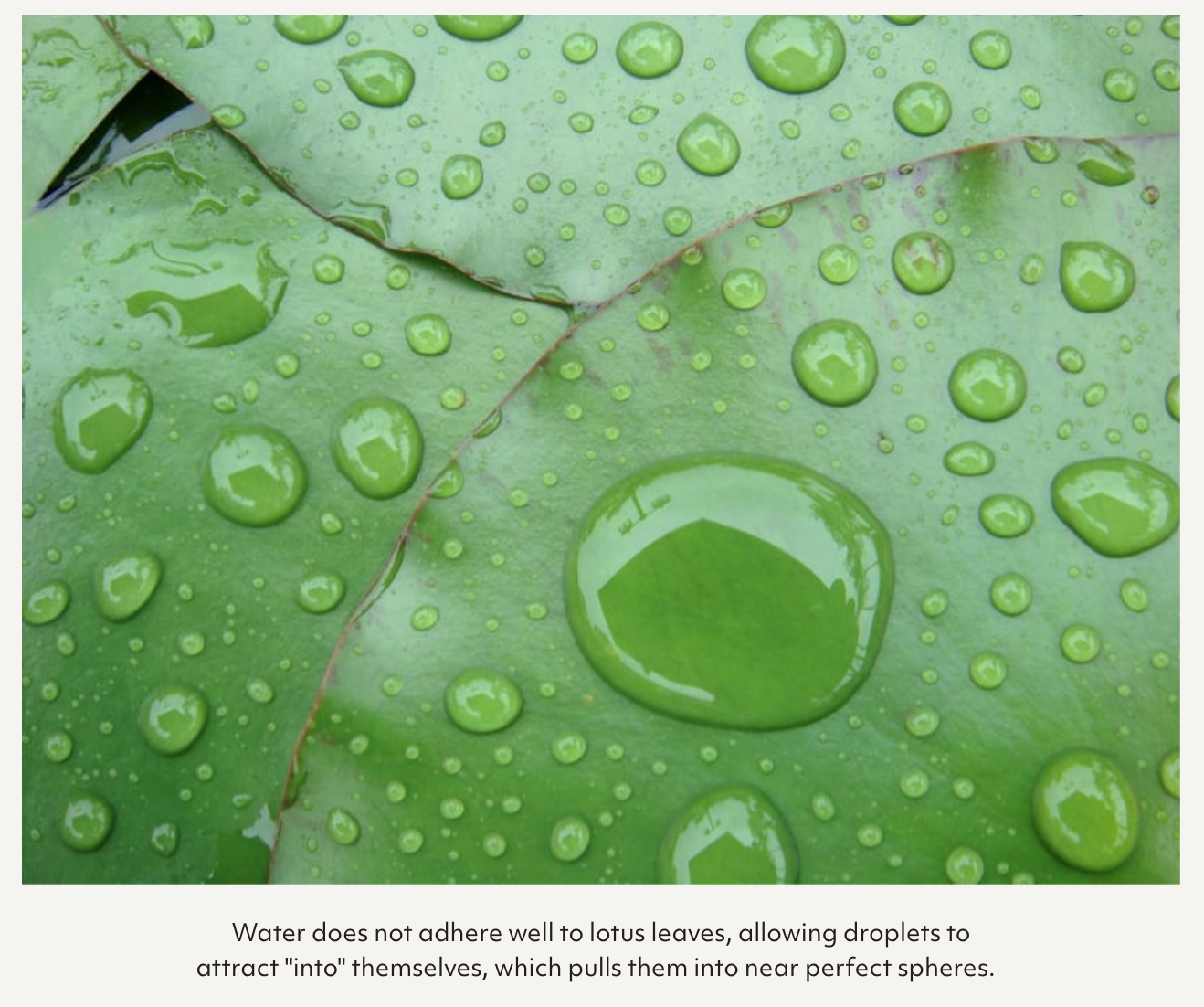 Biomimicry Design Project — Nature Links for Lifelong Learning