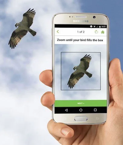 The Merlin Bird App — Nature Links for Lifelong Learning