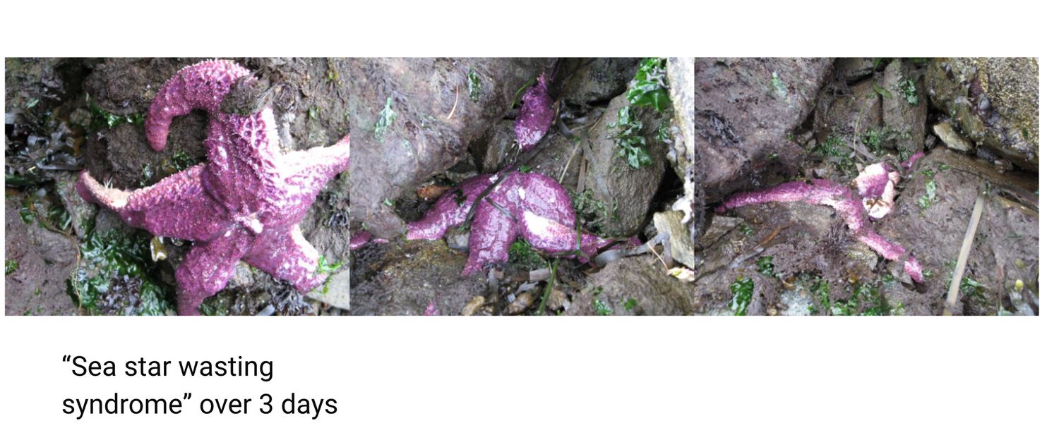 Why We Need The Purple Sea Star — Nature Links for Lifelong Learning