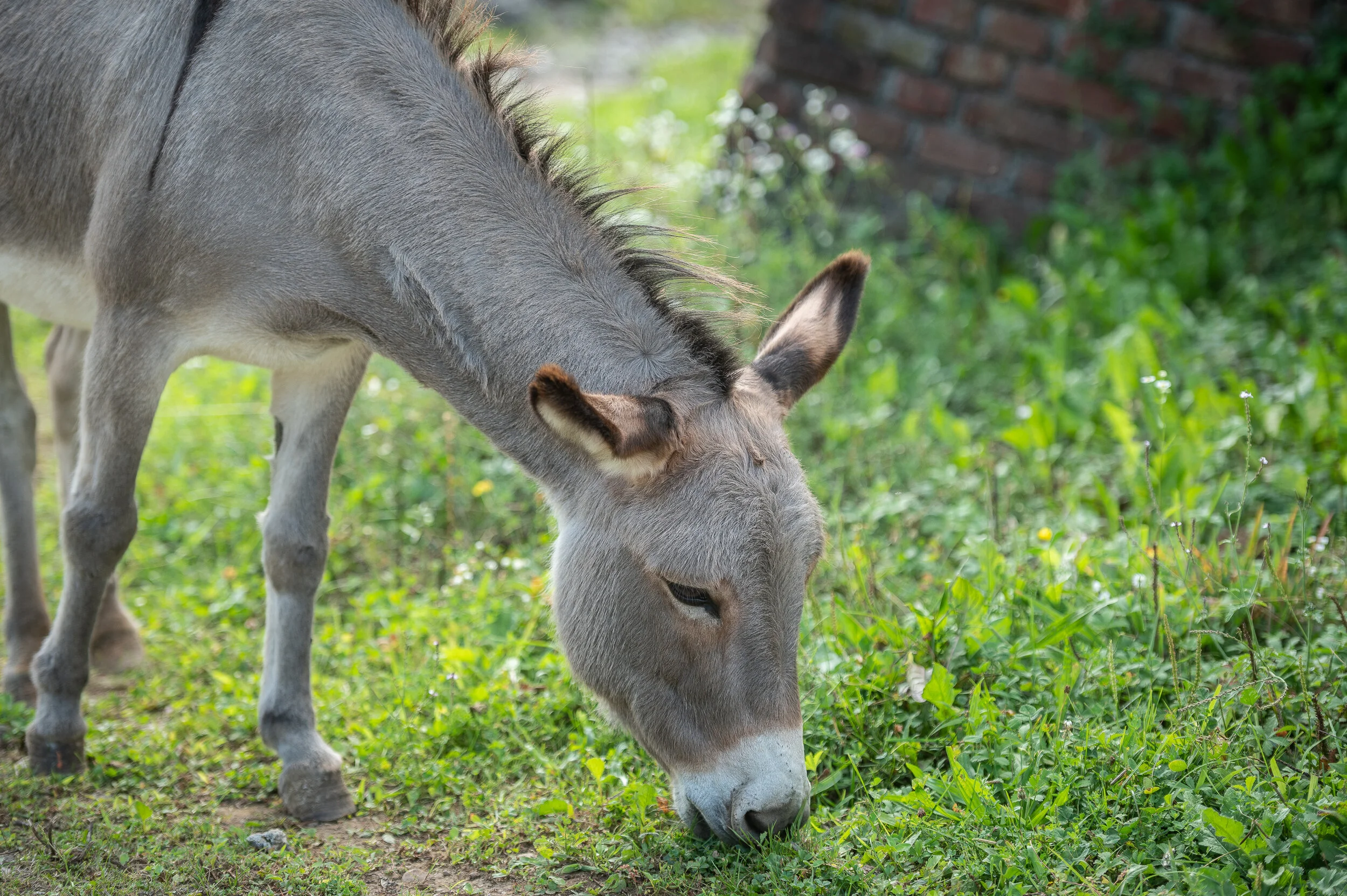 Conosciamo meglio i nostri amici asinelli — CRE L'Arca del Seprio ...