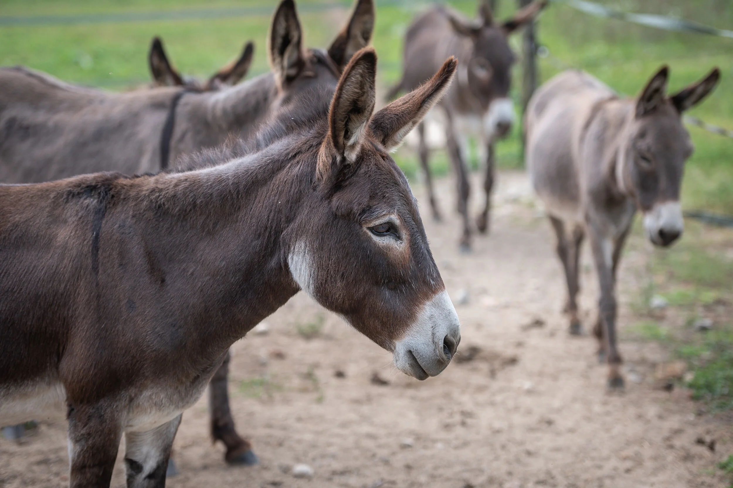 Conosciamo meglio i nostri amici asinelli — CRE L'Arca del Seprio ...