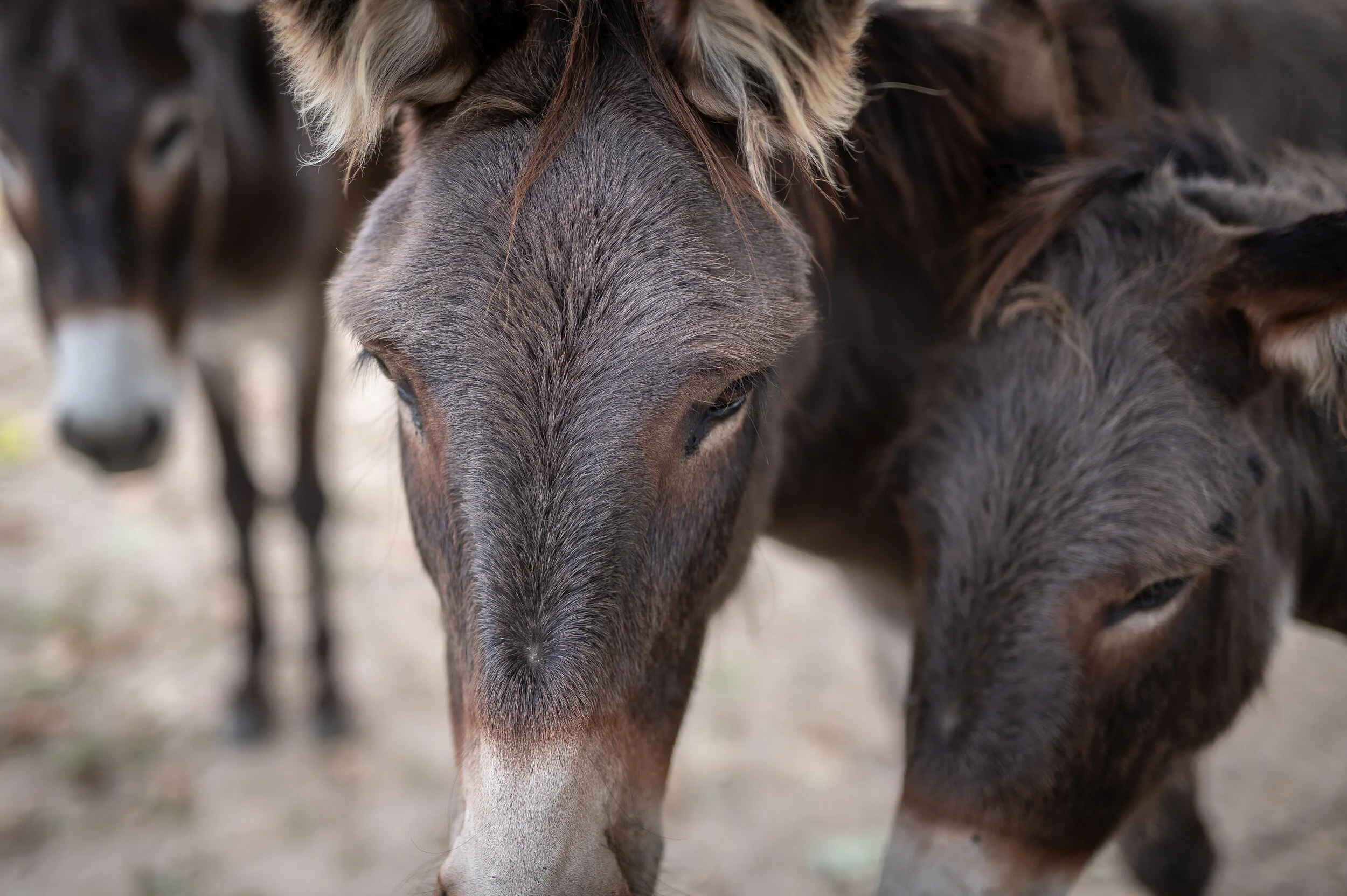 Conosciamo meglio i nostri amici asinelli — CRE L'ARCA DEL SEPRIO
