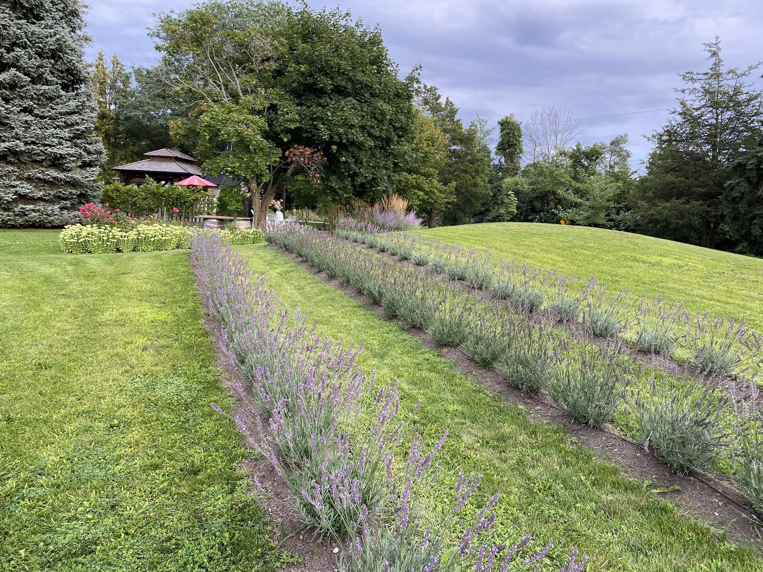 Flower Bouquets and Lavender Distilling! — Rockway Farmhouse