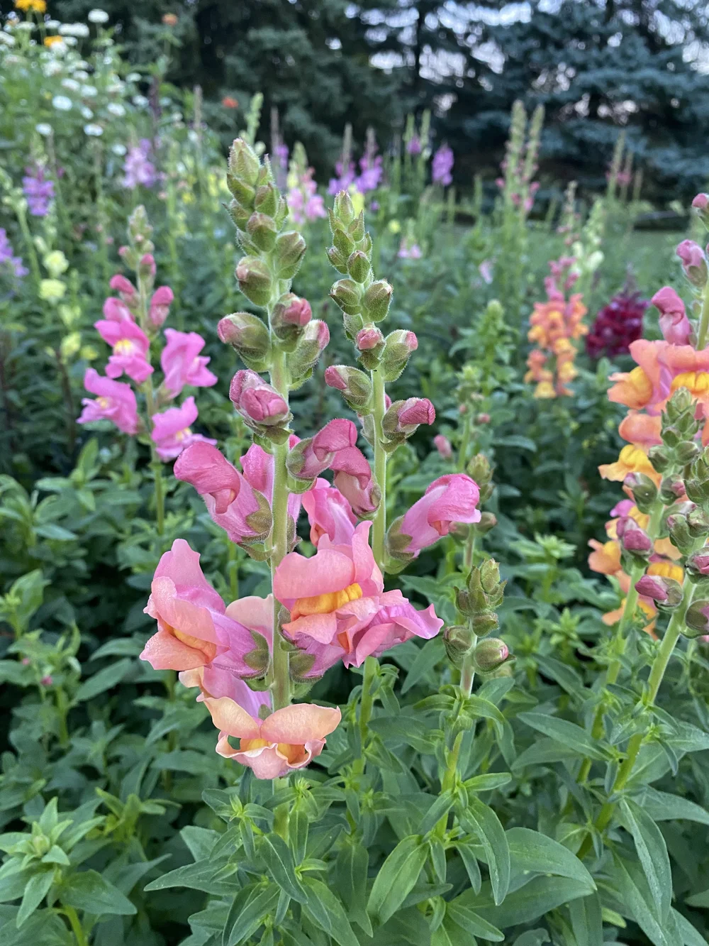 Flower Bouquets and Lavender Distilling! — Rockway Farmhouse