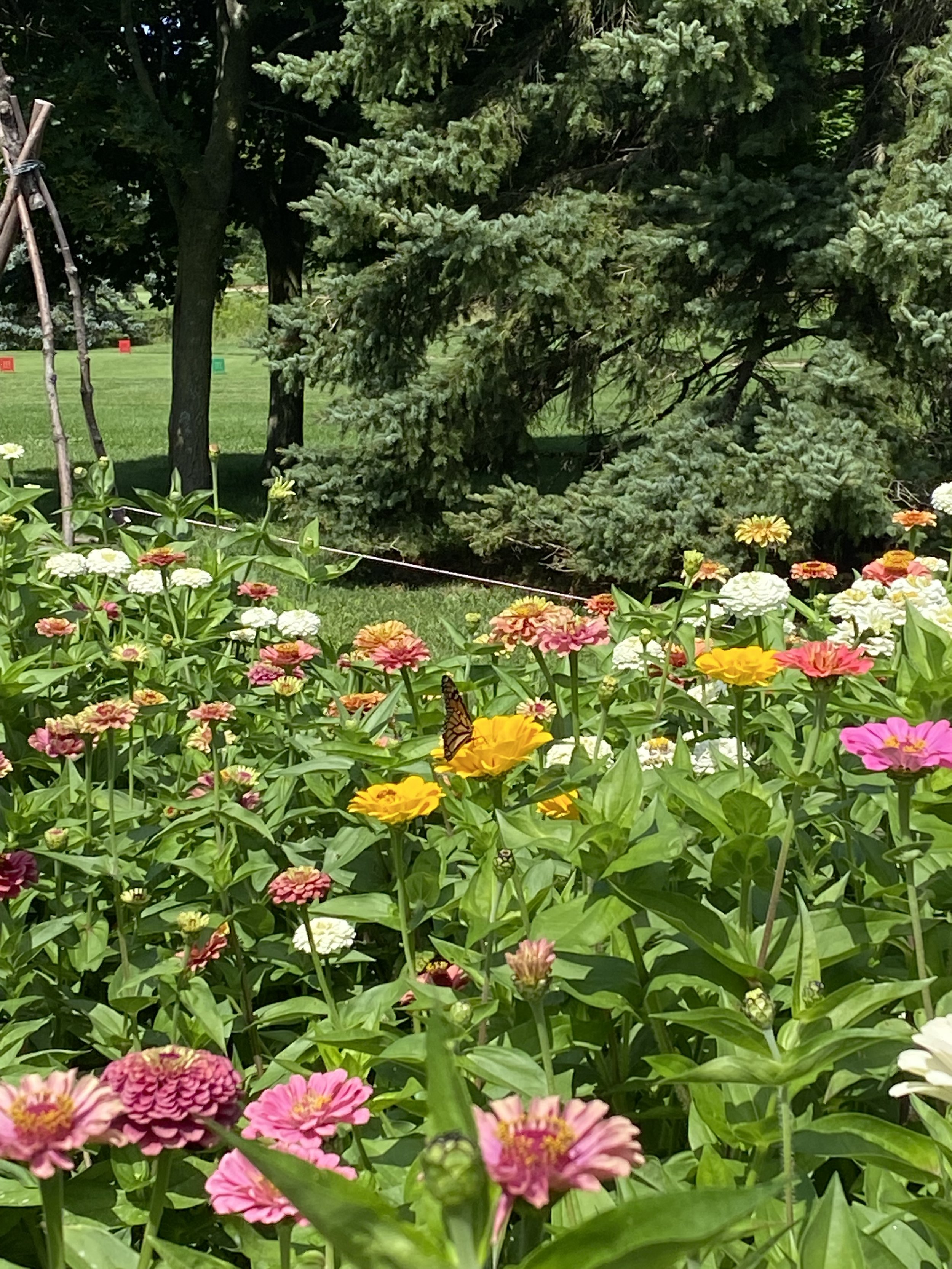 Flower Bouquets and Lavender Distilling! — Rockway Farmhouse