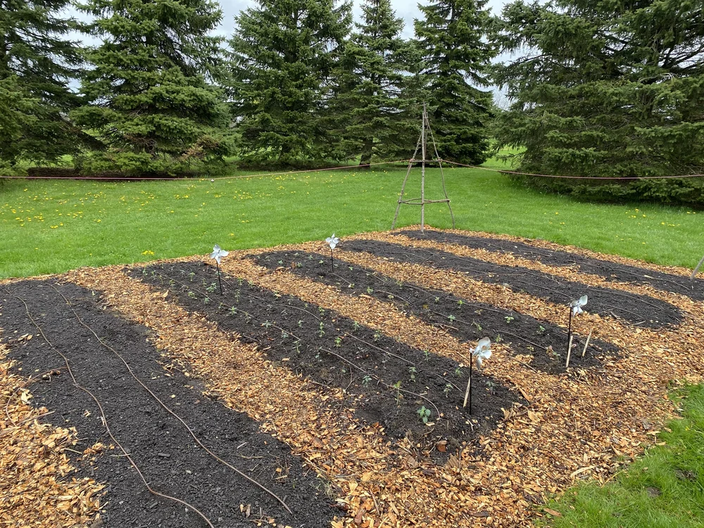 Flower Bouquets and Lavender Distilling! — Rockway Farmhouse